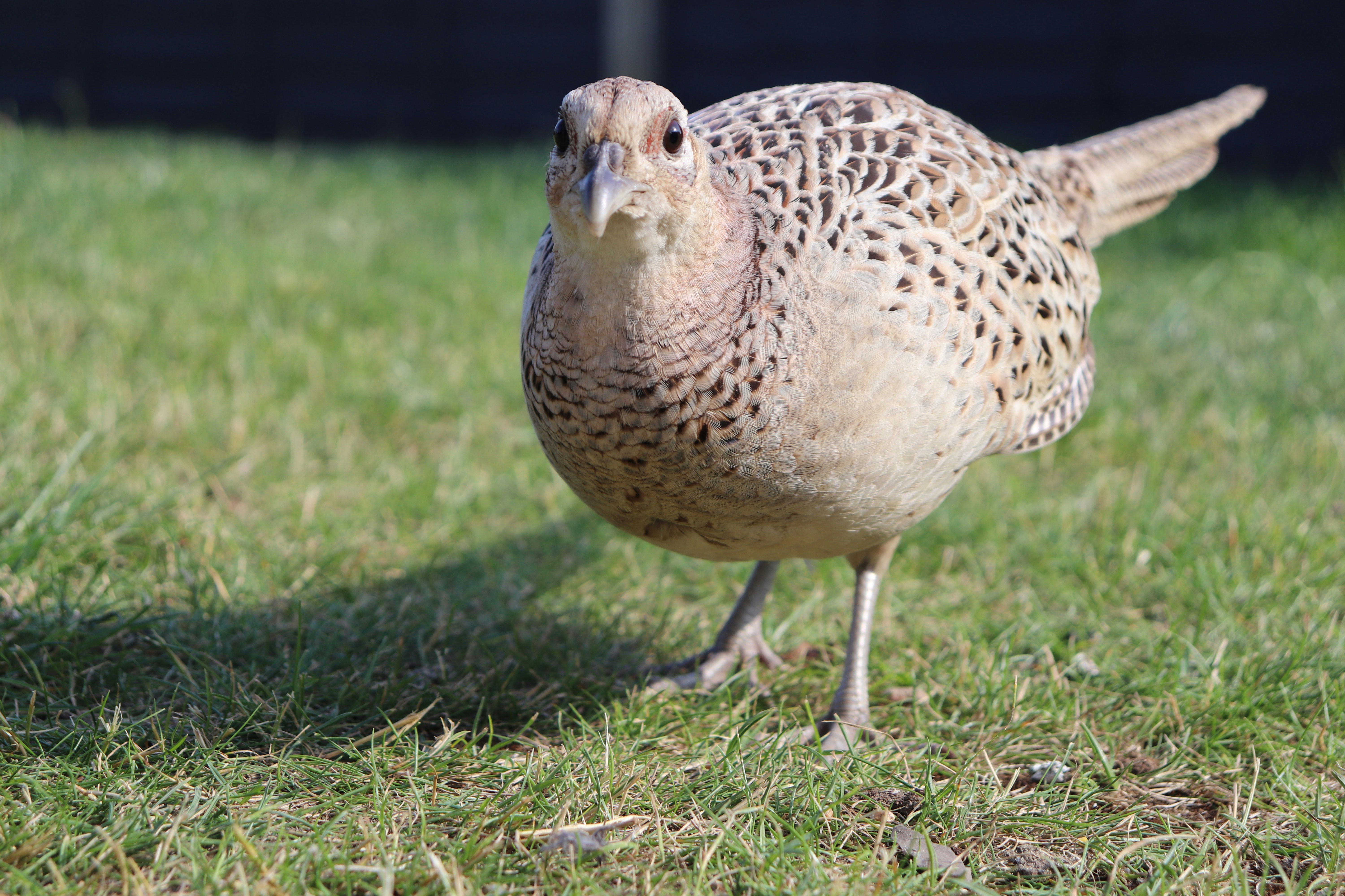 Curious Grouse on Sunlit Lawn