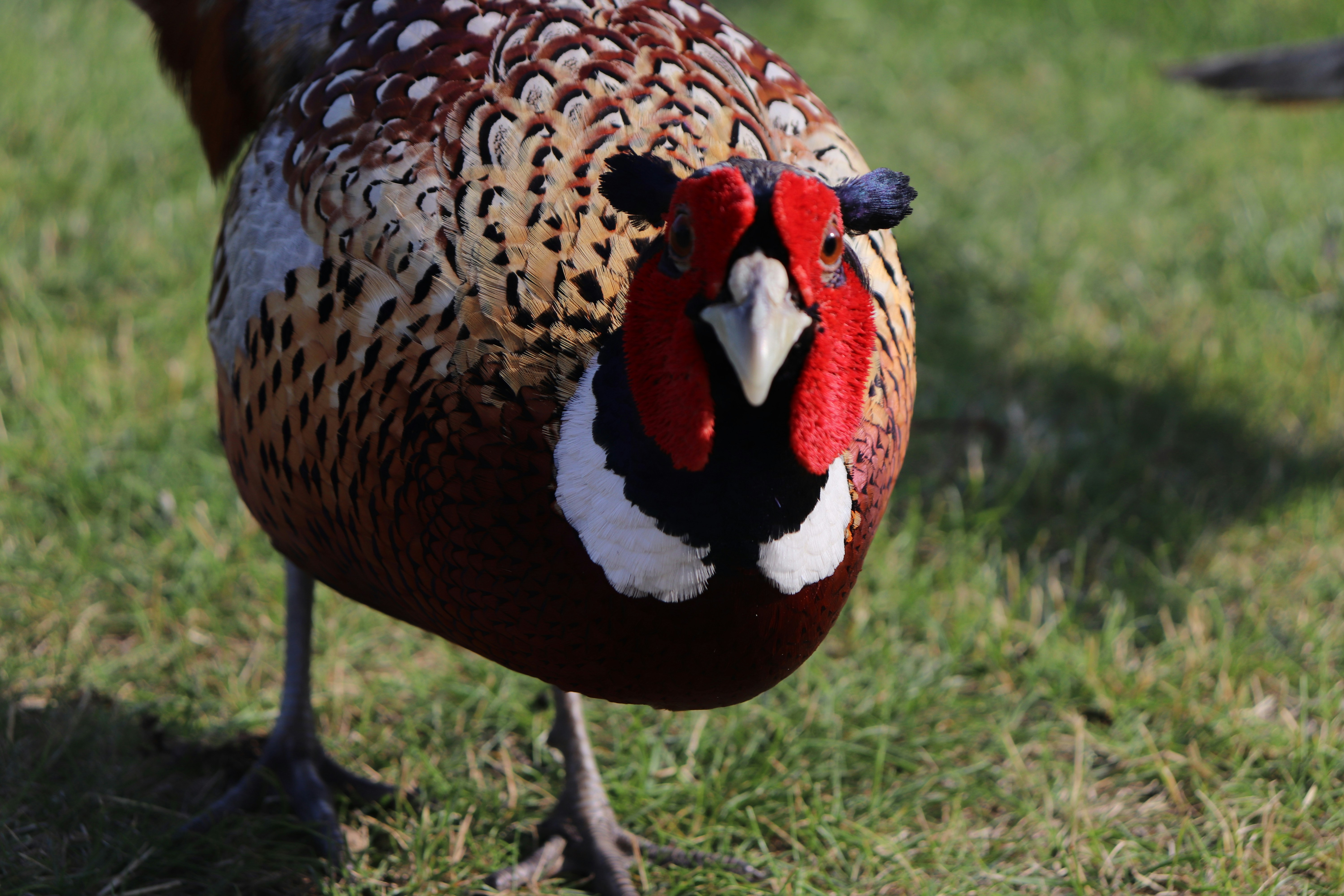 Front-and-center Bursting Colors: A Male Pheasant in Focus