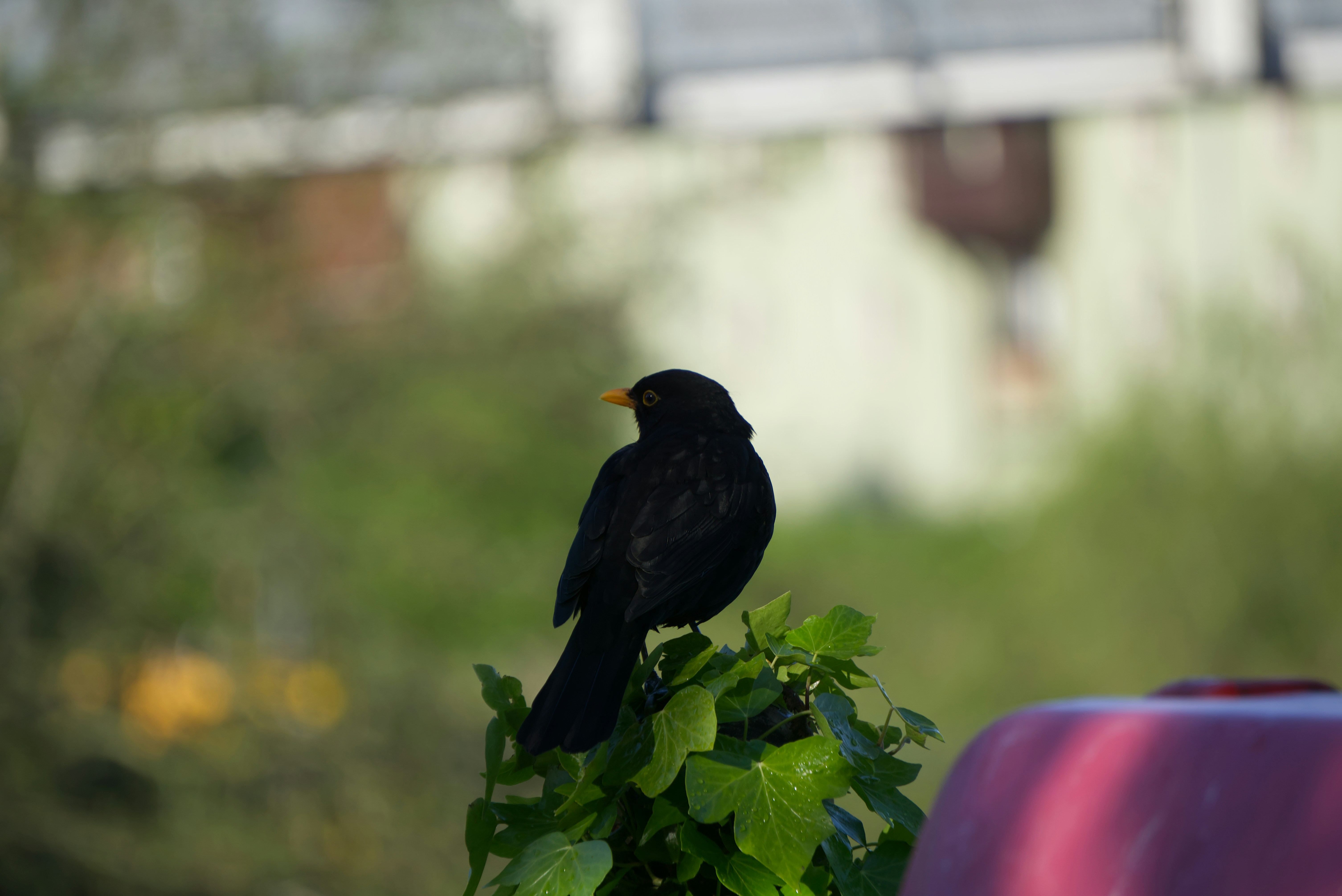 Midday Sentinel: A Blackbird Perched on Verdant Ivy