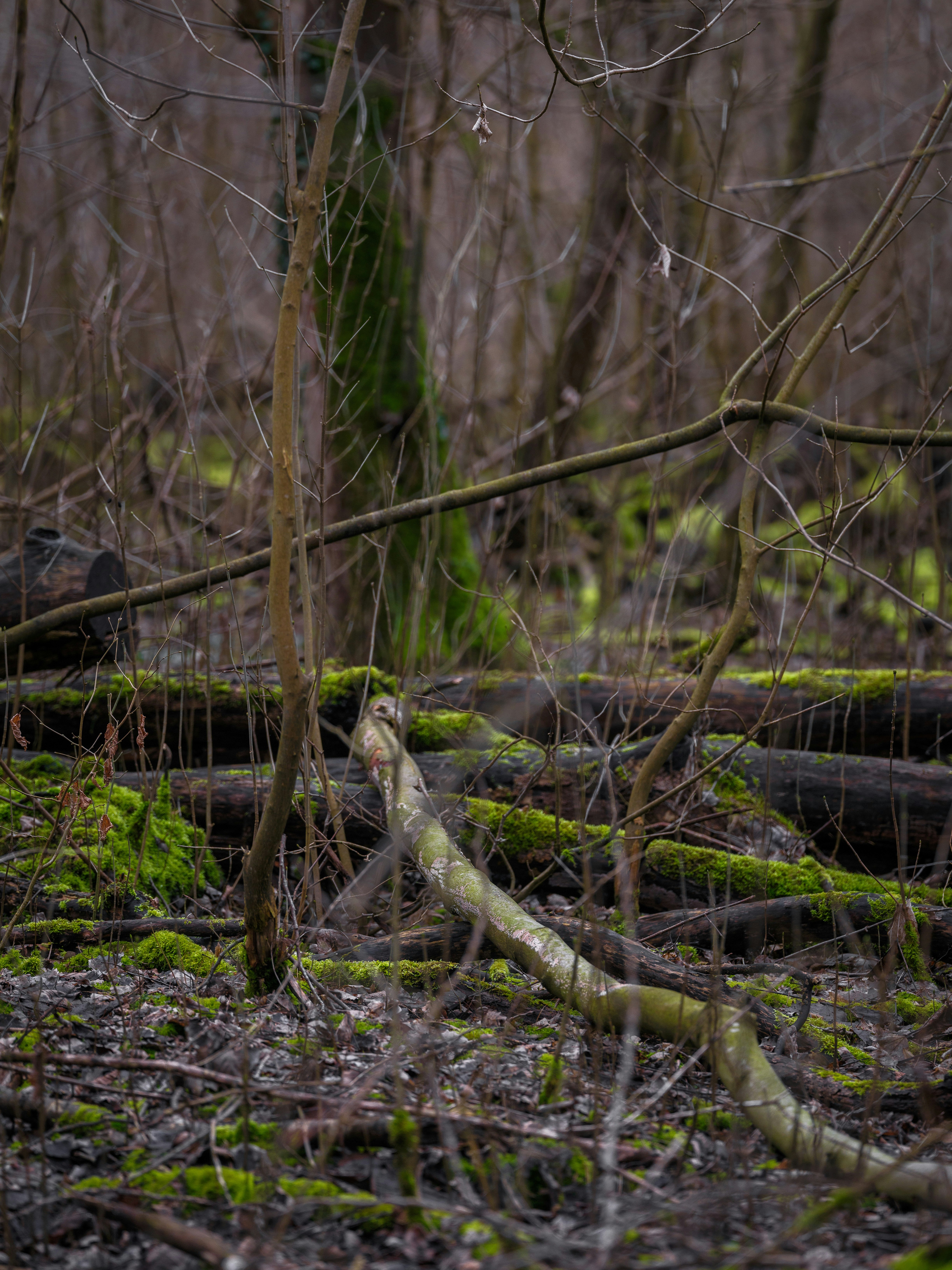Moss-Draped Forest Floor: A Quiet Path Woven by Fallen Branches