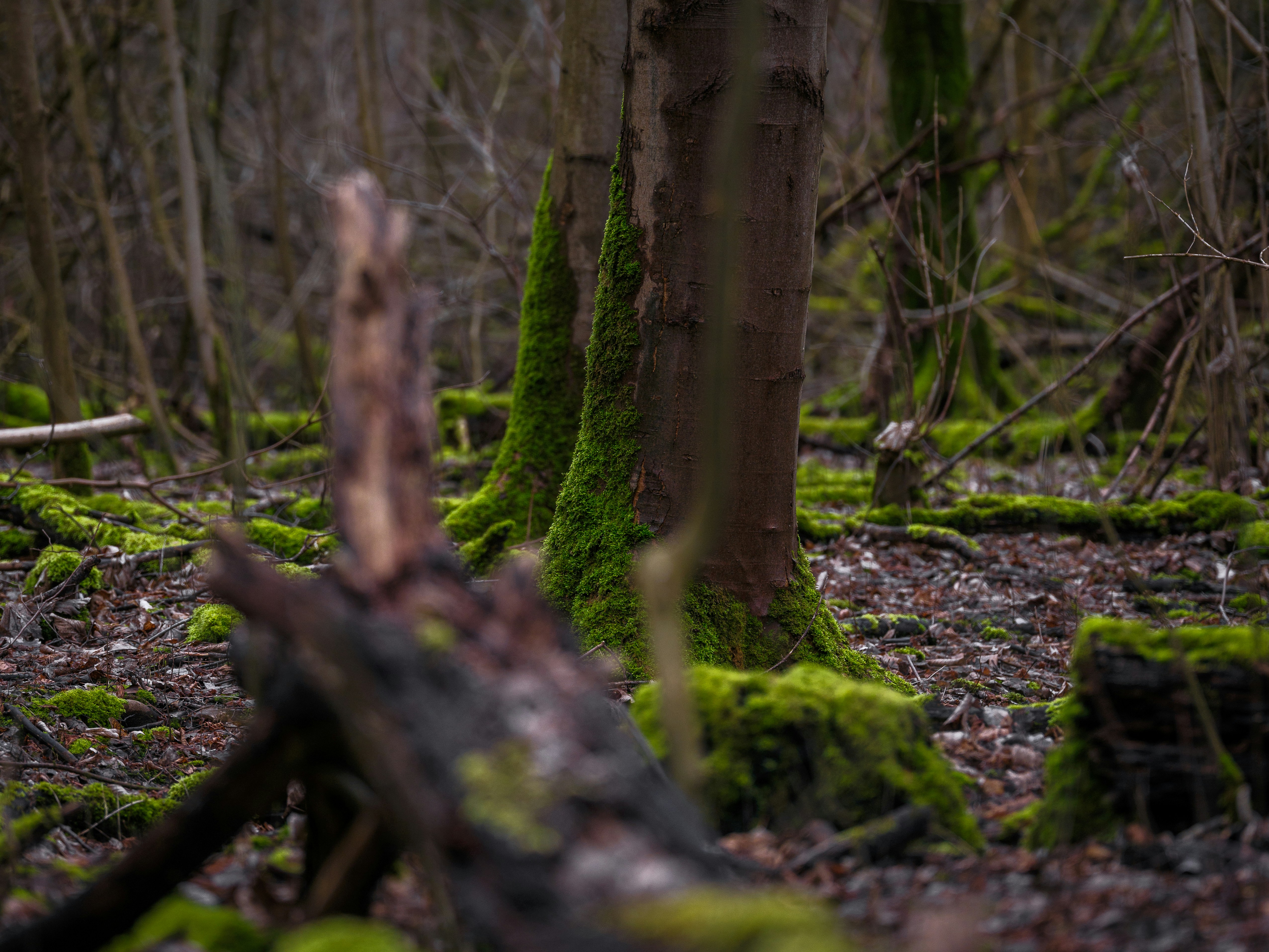 Moss-Cailed Trunk Forest: Quiet Ground Layers in Morning Light