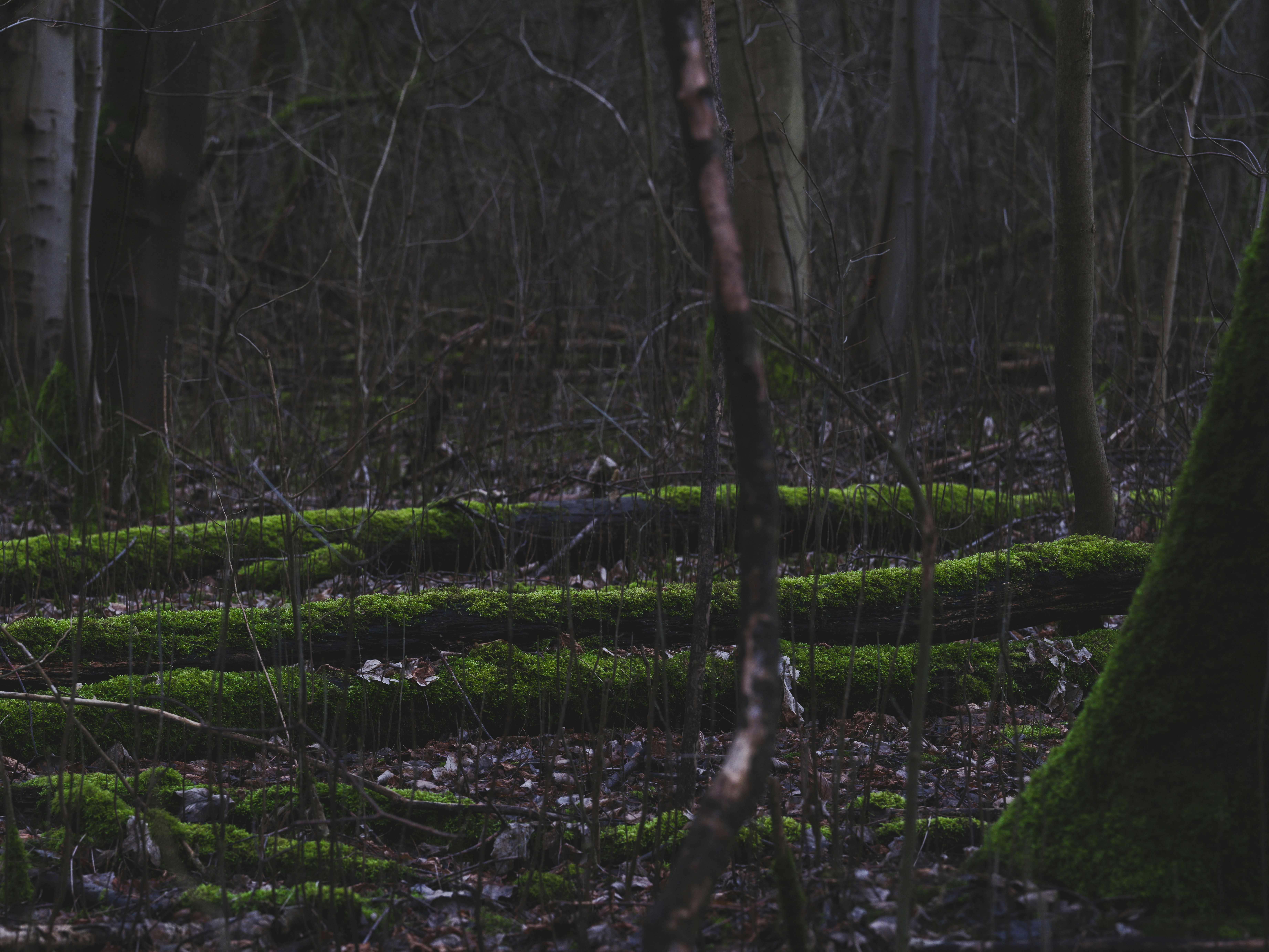 Forest Moss Staircase: Quiet Steps Through a Damp Green Corridor