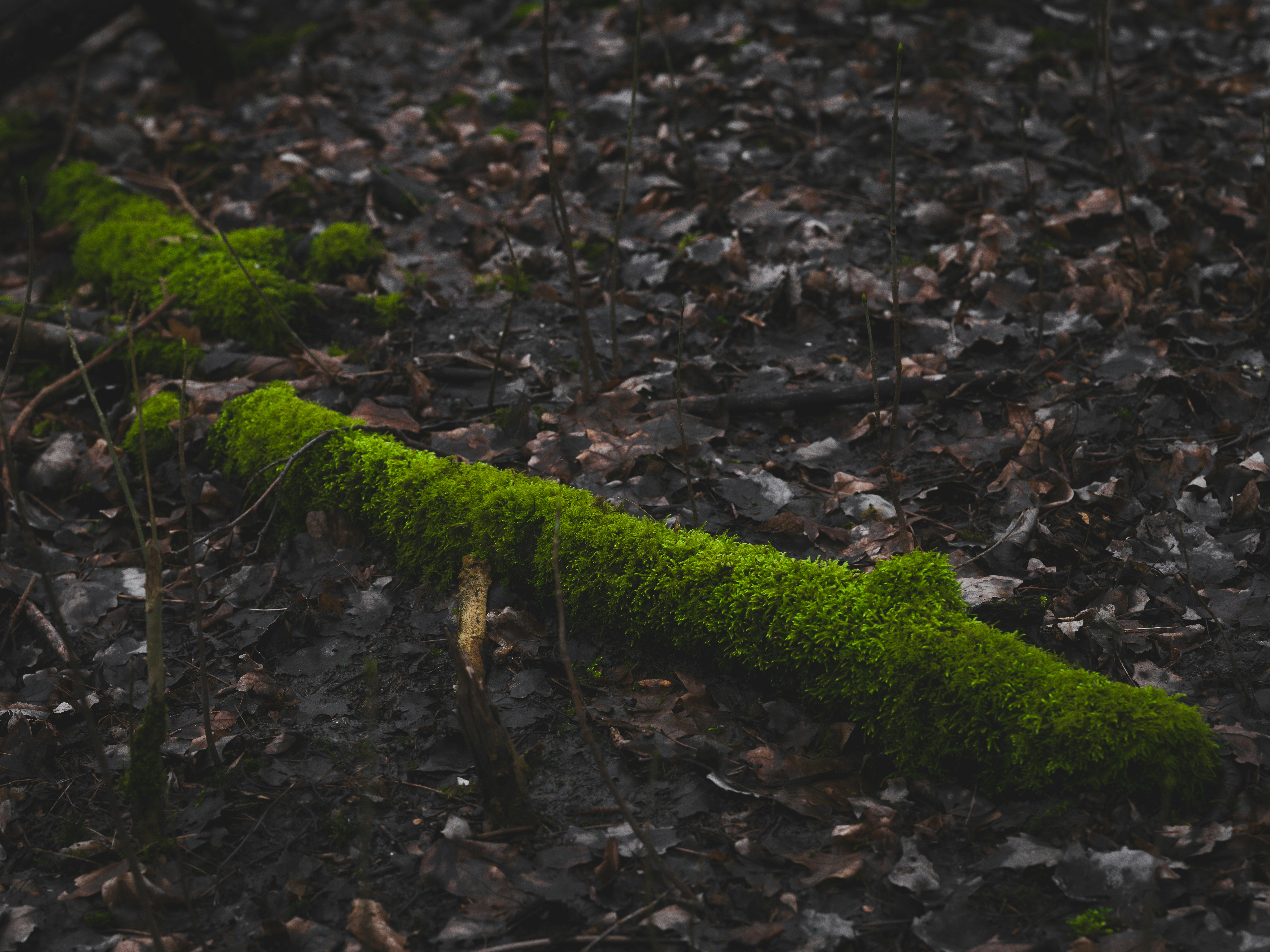 Moss-Covered Log Crossing a Leaf-Littered Forest Floor