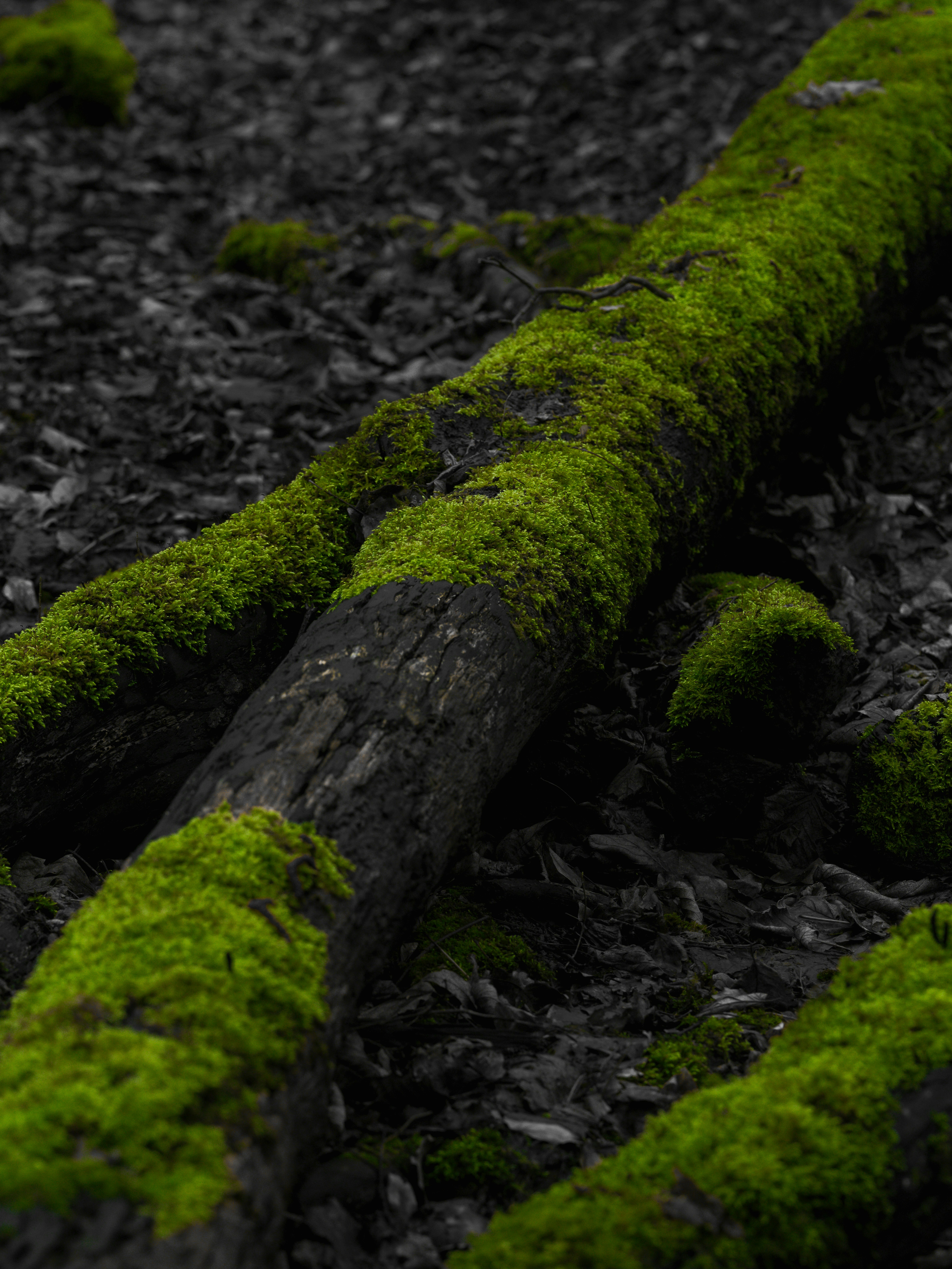 Lichen-Blanketed Log Rolls Through a Quiet Forest Floor