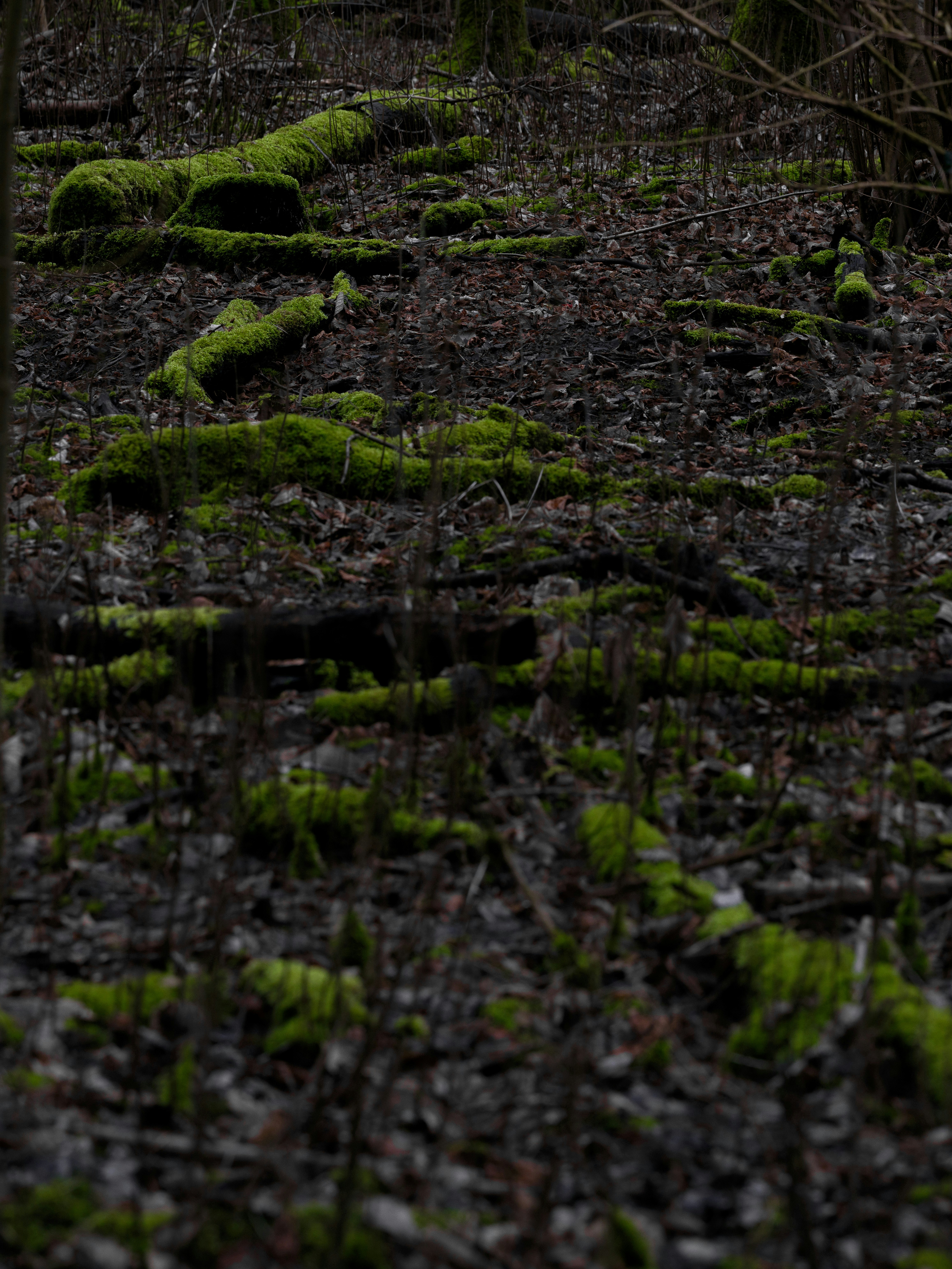 Mossy Steps in a Shadowed Forest Floor