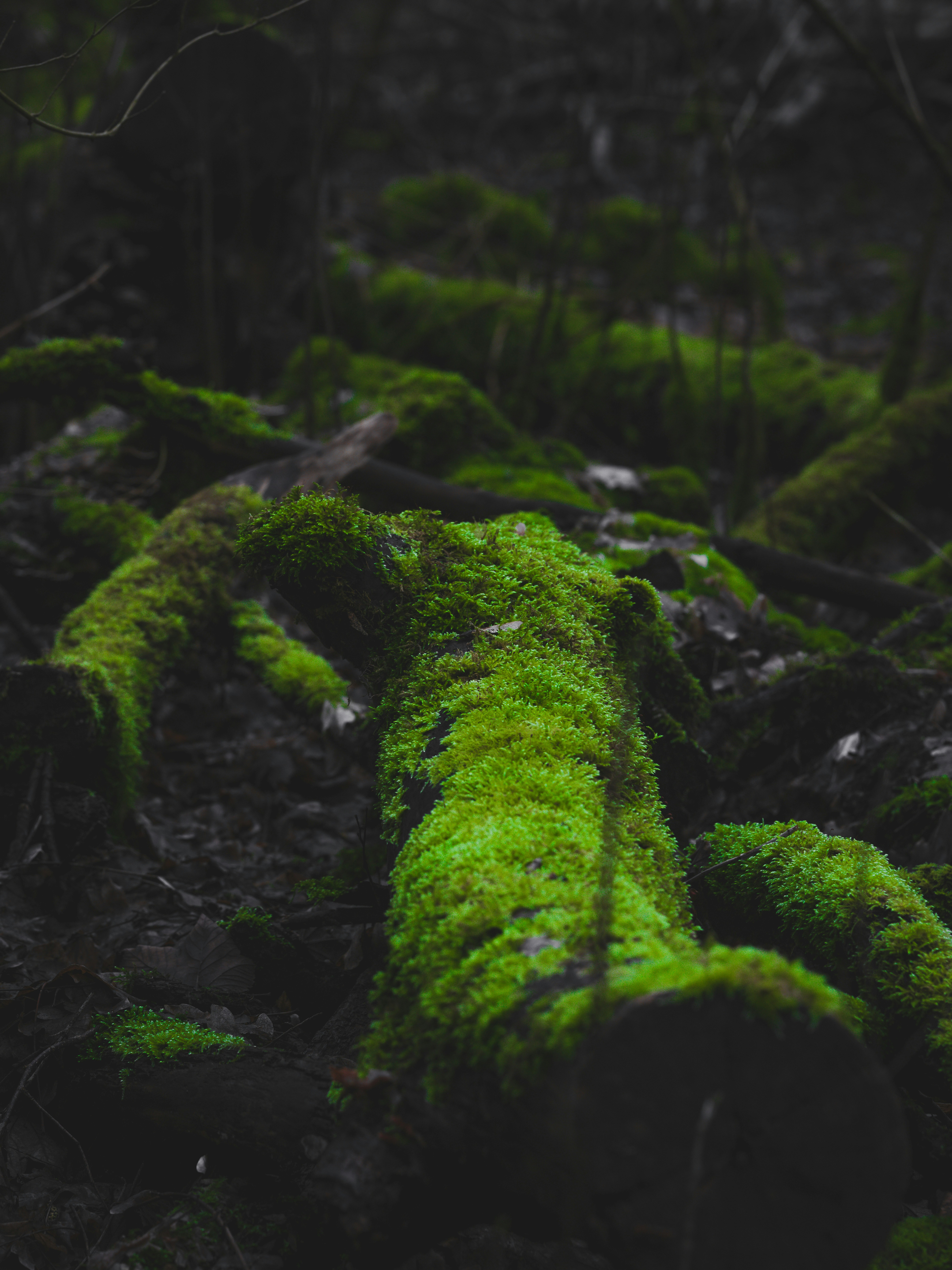 Moss-Crowned Trail: A Quiet Stream of Green in Twilight Forest