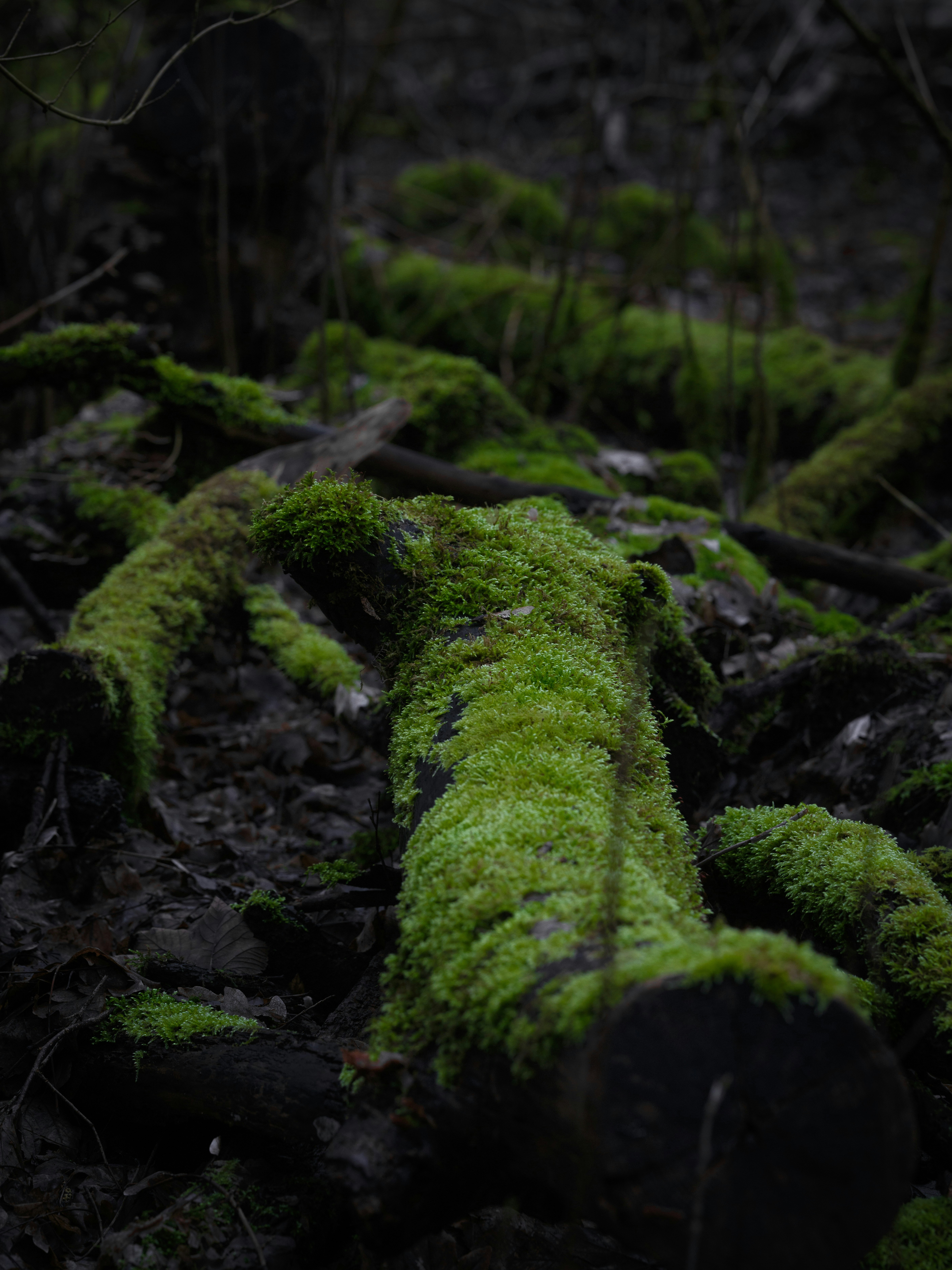 Emerald Trunk: Moss-Covered Log in a Dim Forest Bed