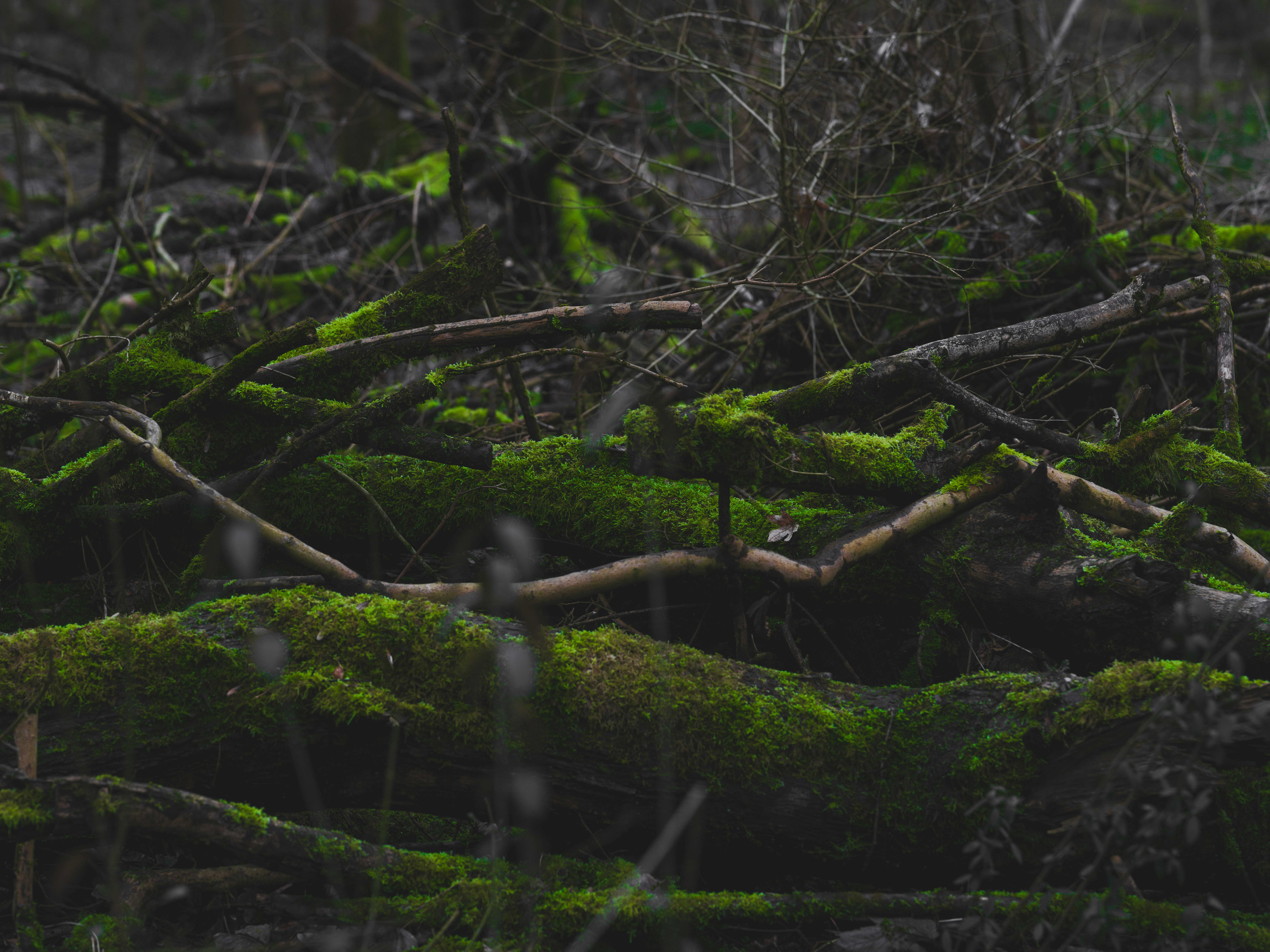 Green Velvet Silence: Moss-Covered Branches in a Dim Forest