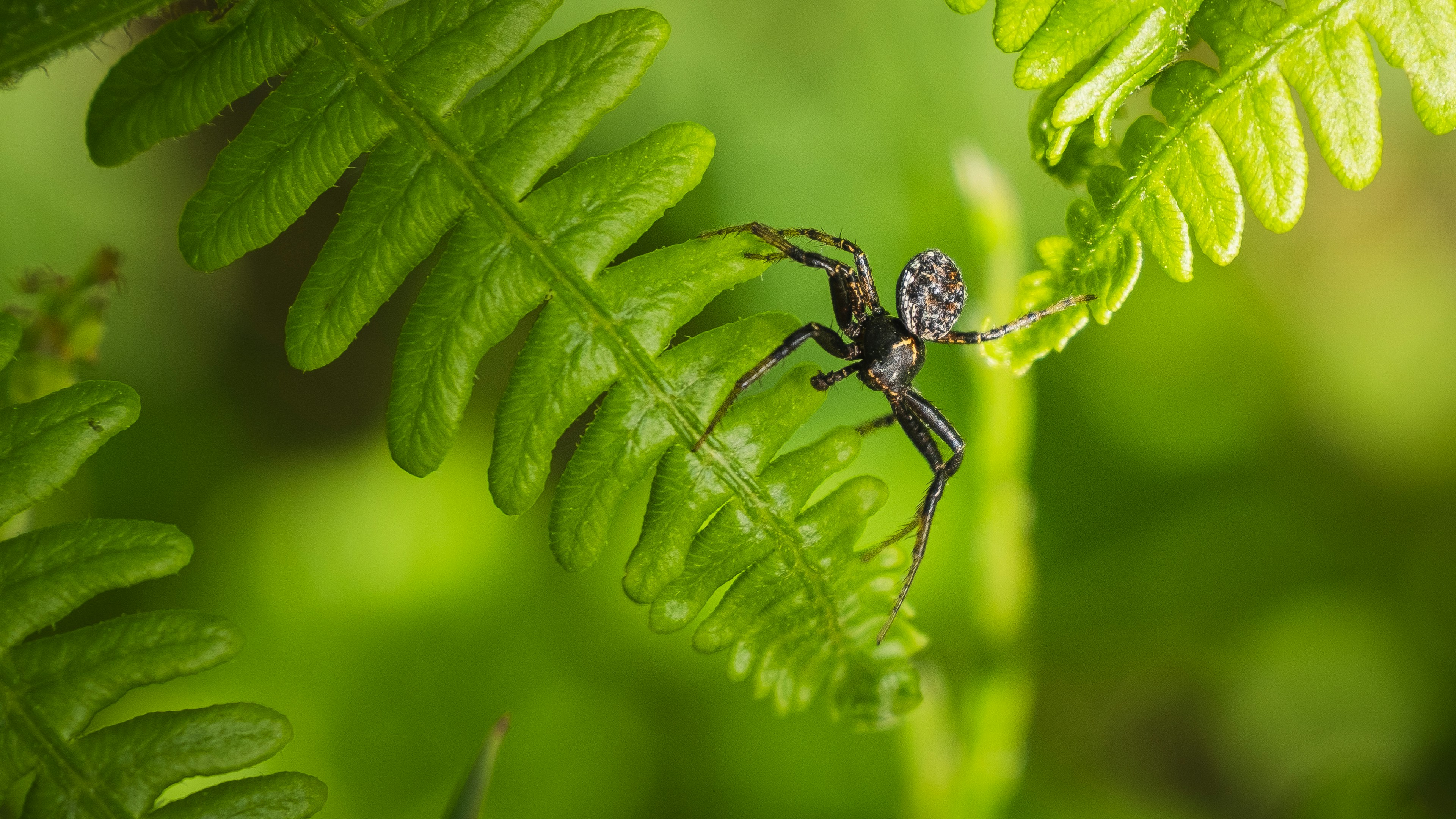Tiny Hunter on a Frond: a jeweled spider amid fern greens