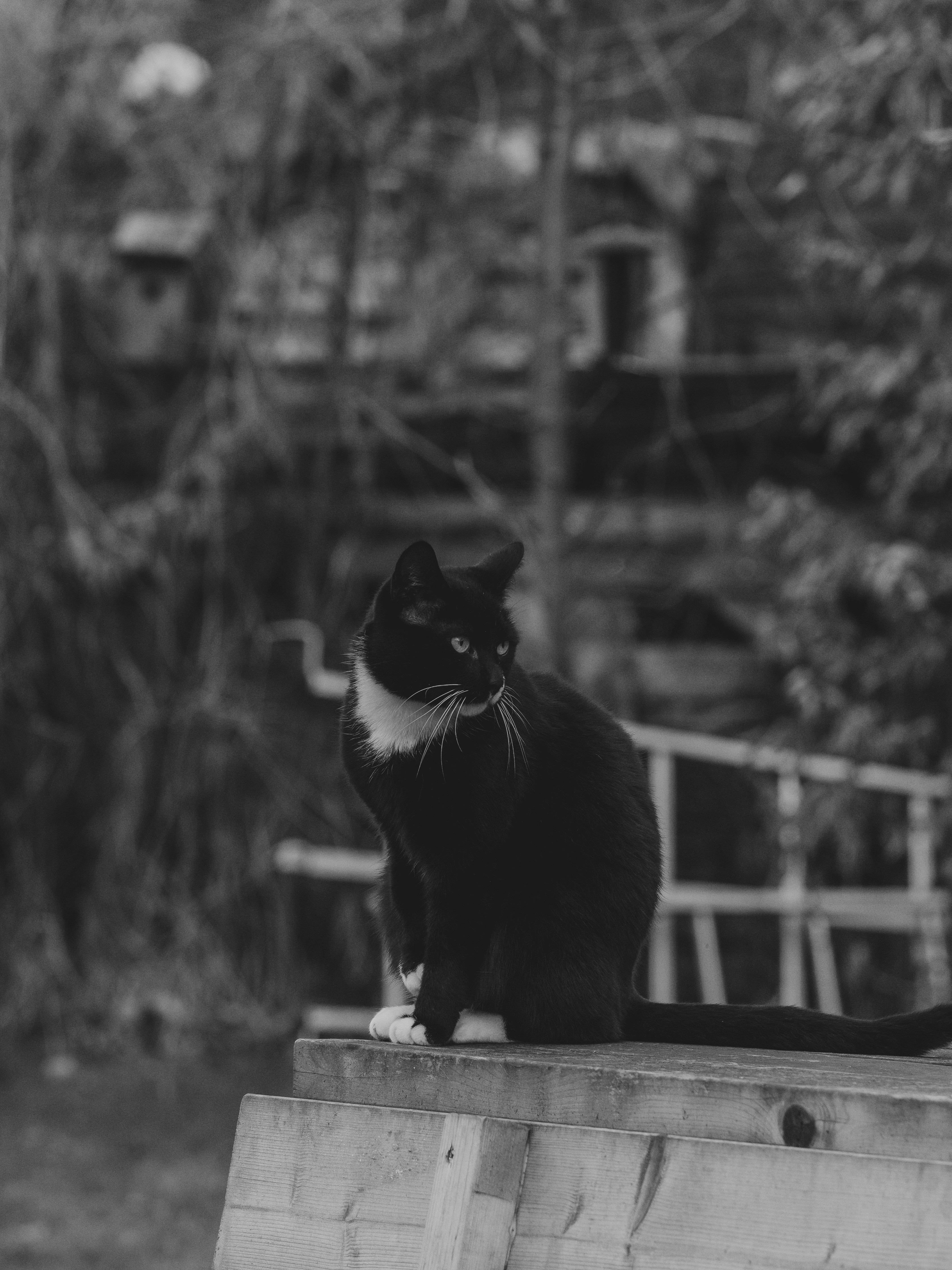 Midday Watcher on Weathered Wood