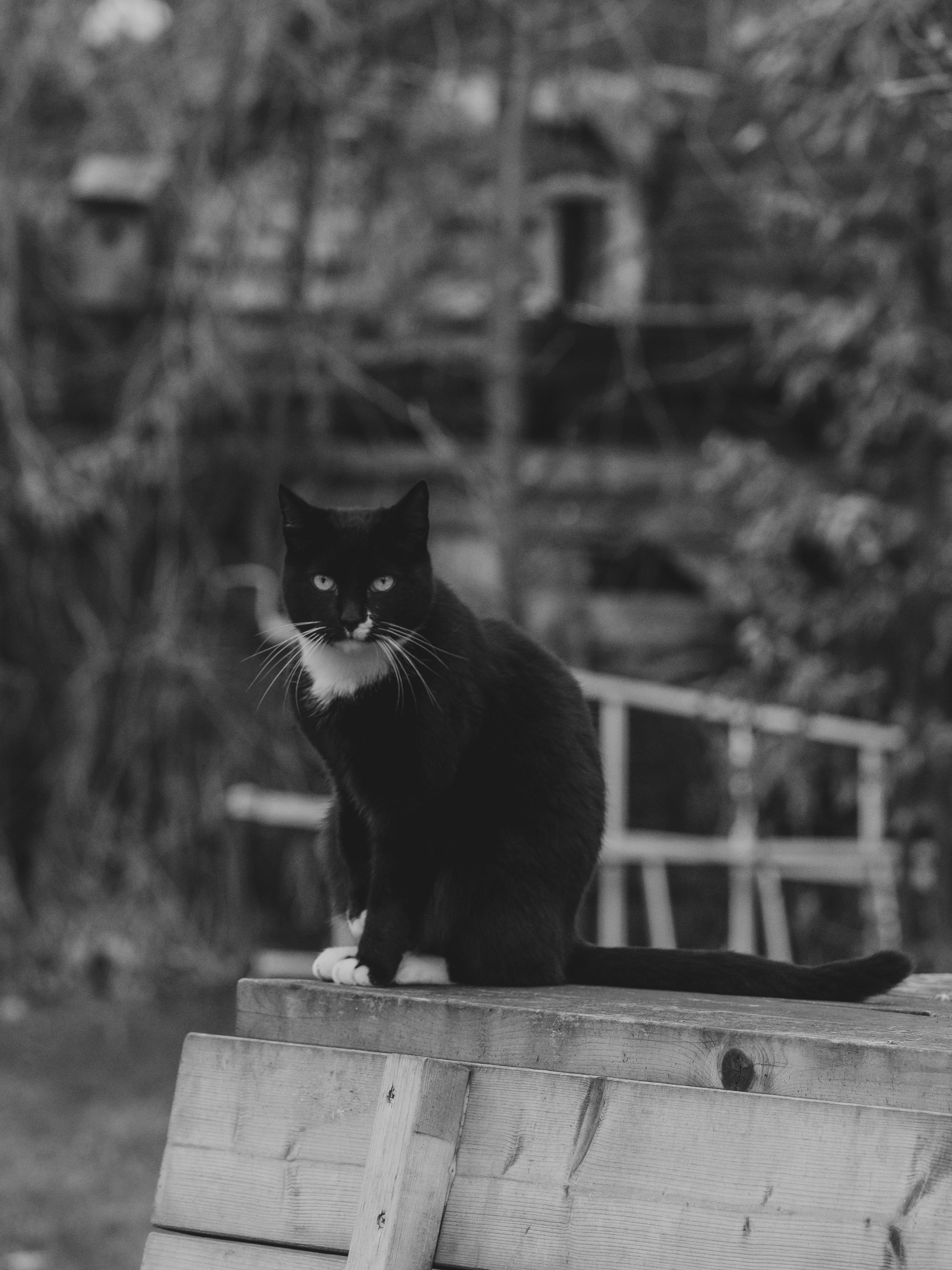 Midnight Sentinel: A Black Cat on a Weathered Plinth