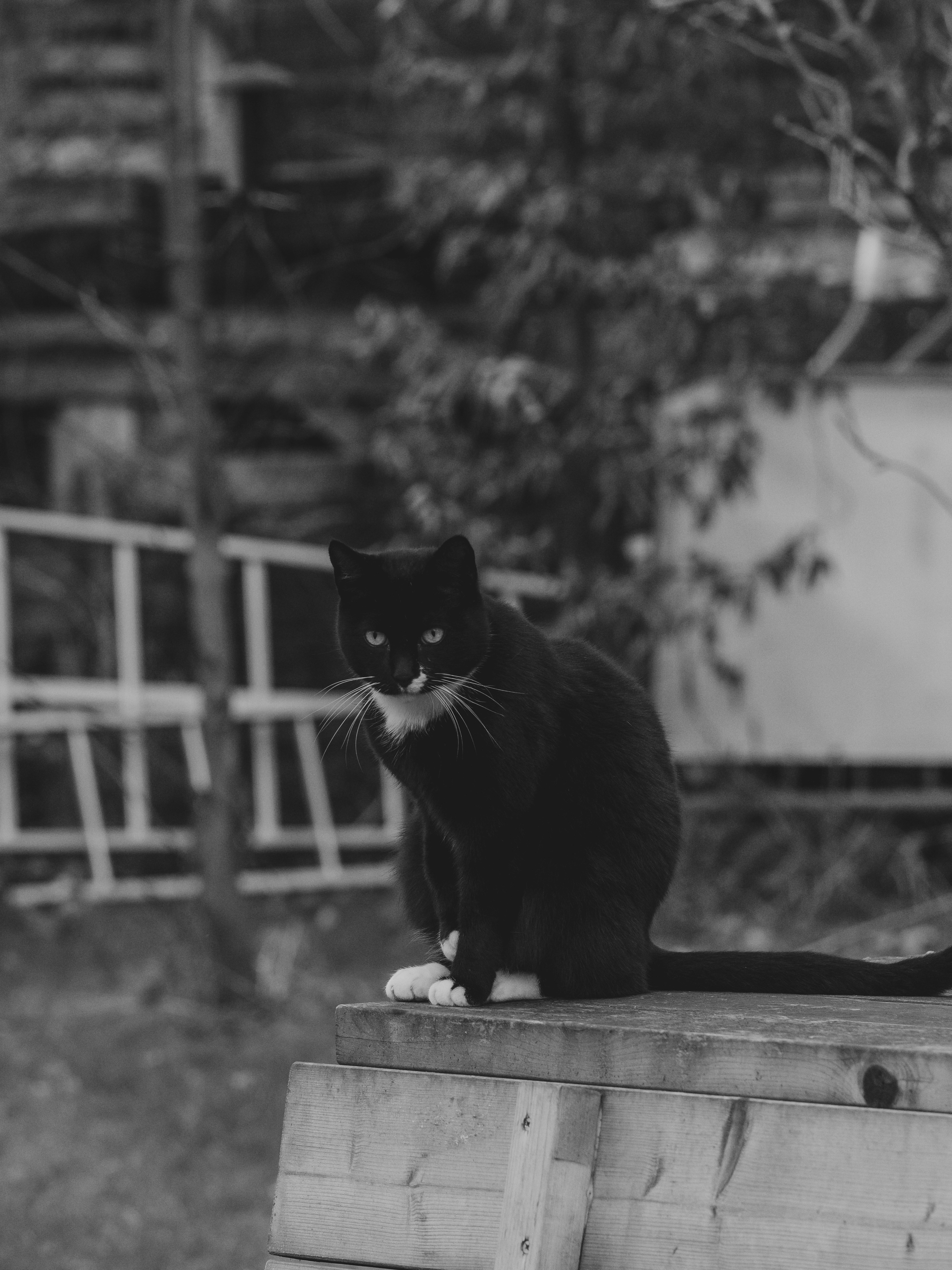 Midweight Observer: A Black Cat Perched on Painted Timber