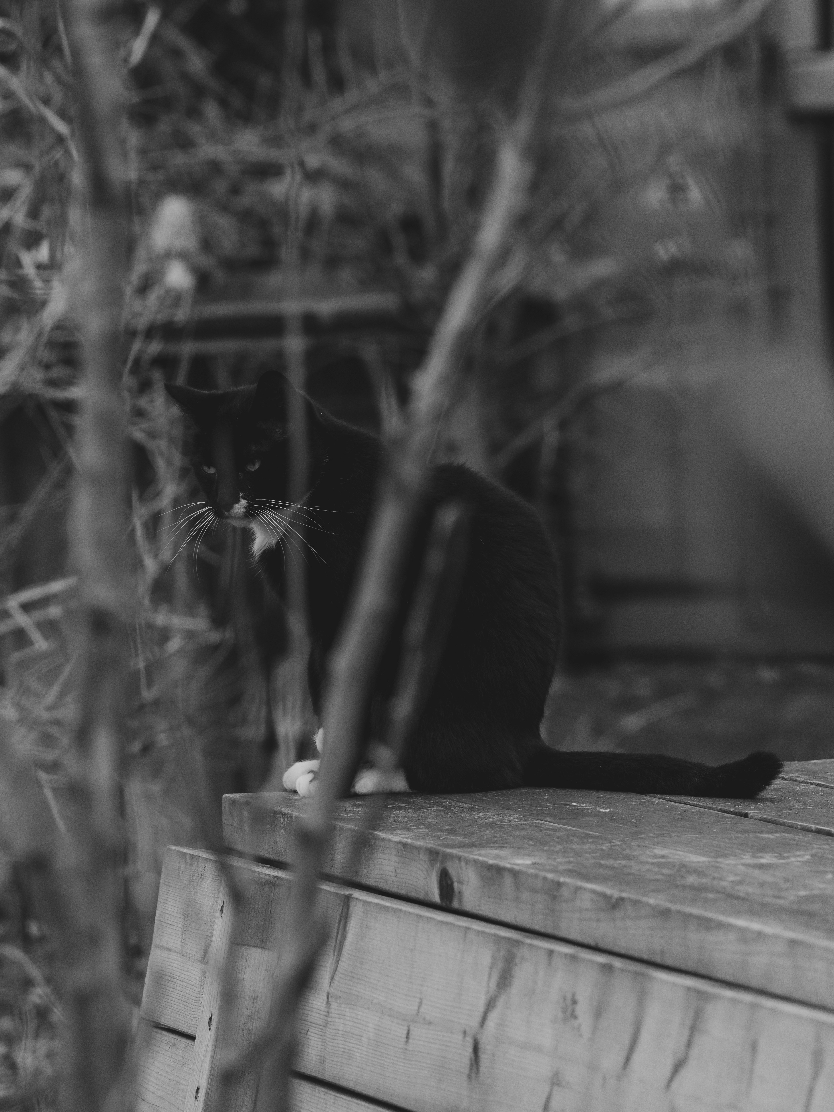 Hidden Observer: A Black Cat Resting on Weathered Wood