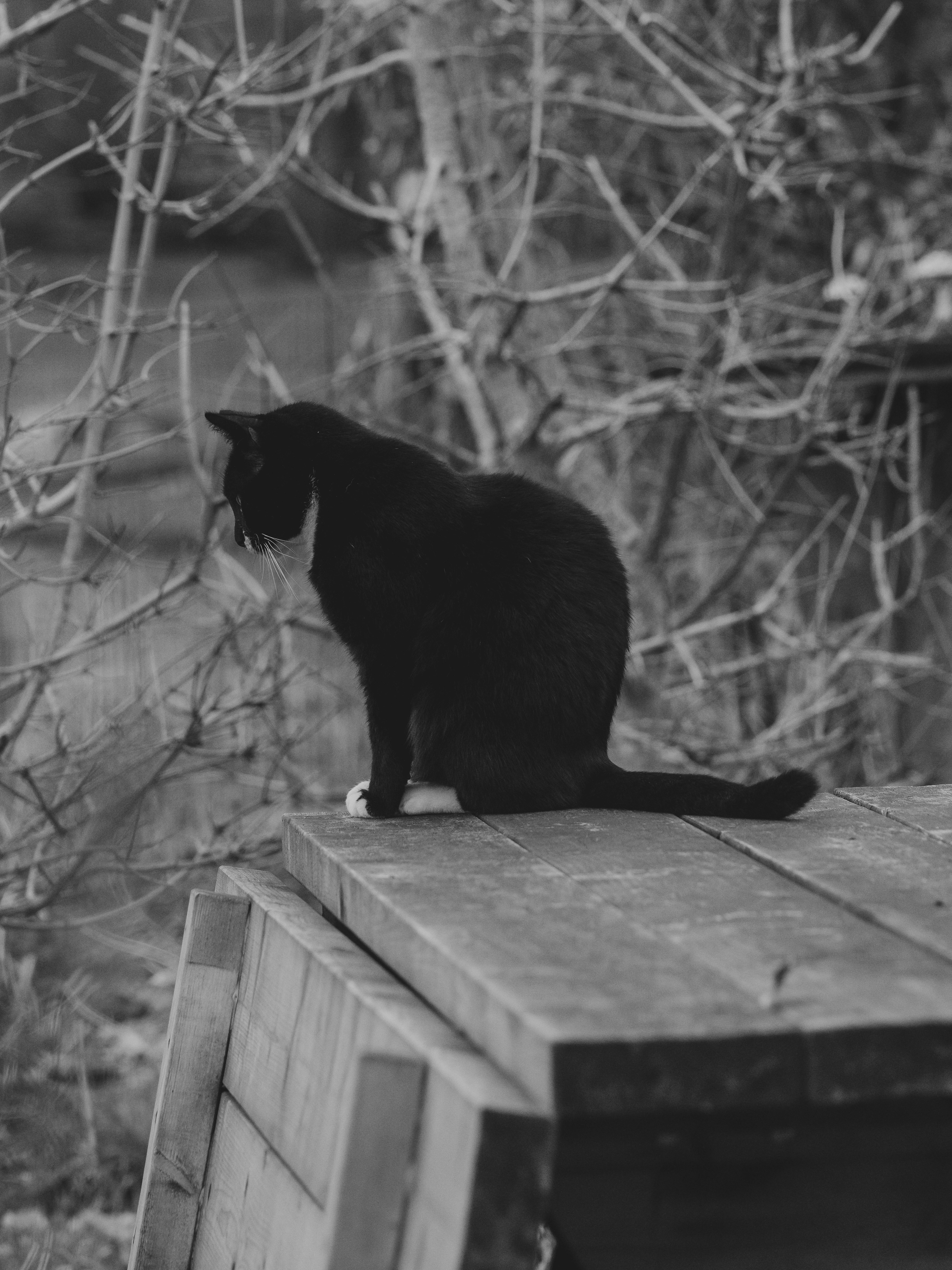 Black Kitty on a Wooden Stand: Quiet Watcher in a Thicket