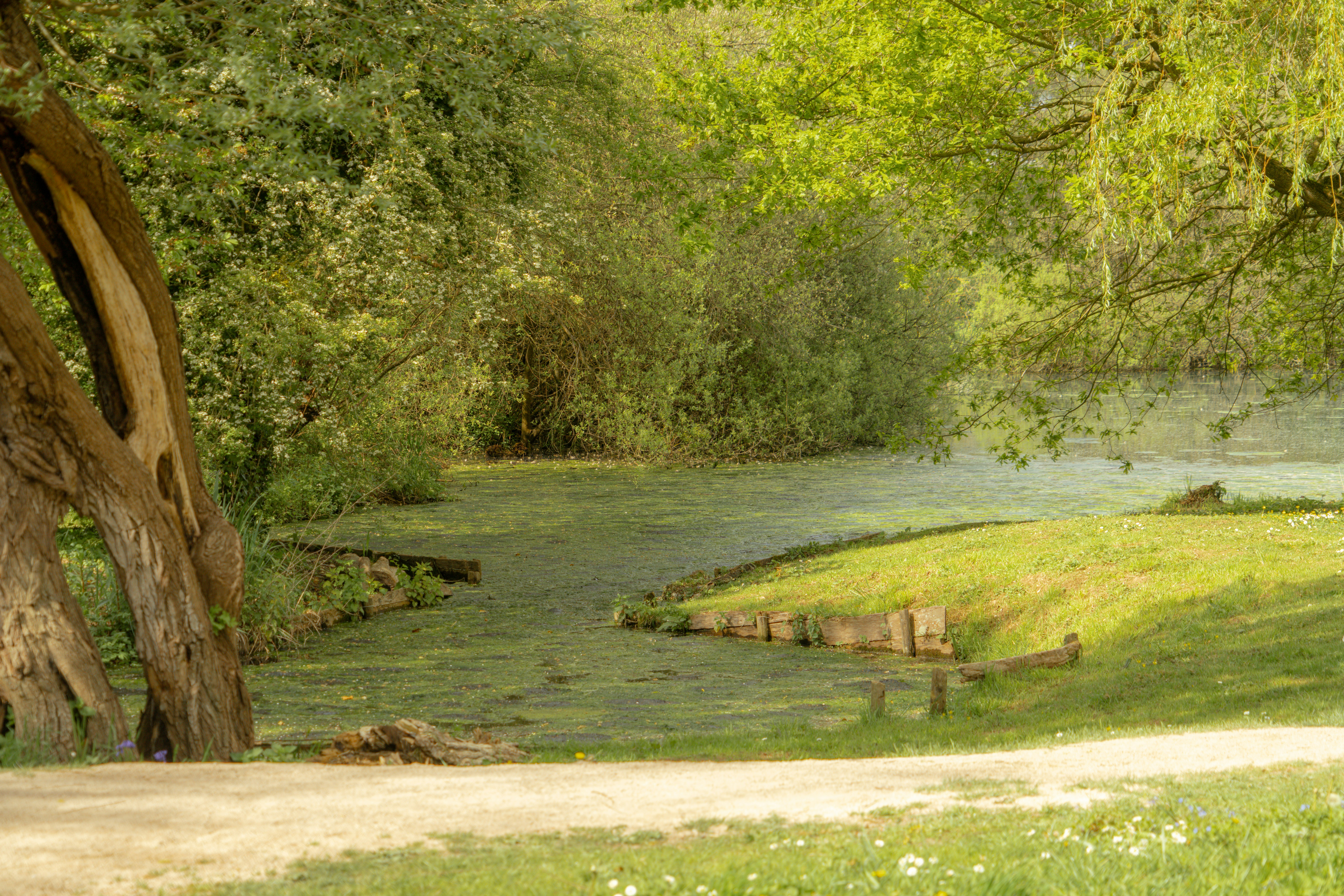 Sunlit Bend by the Riverside Path
