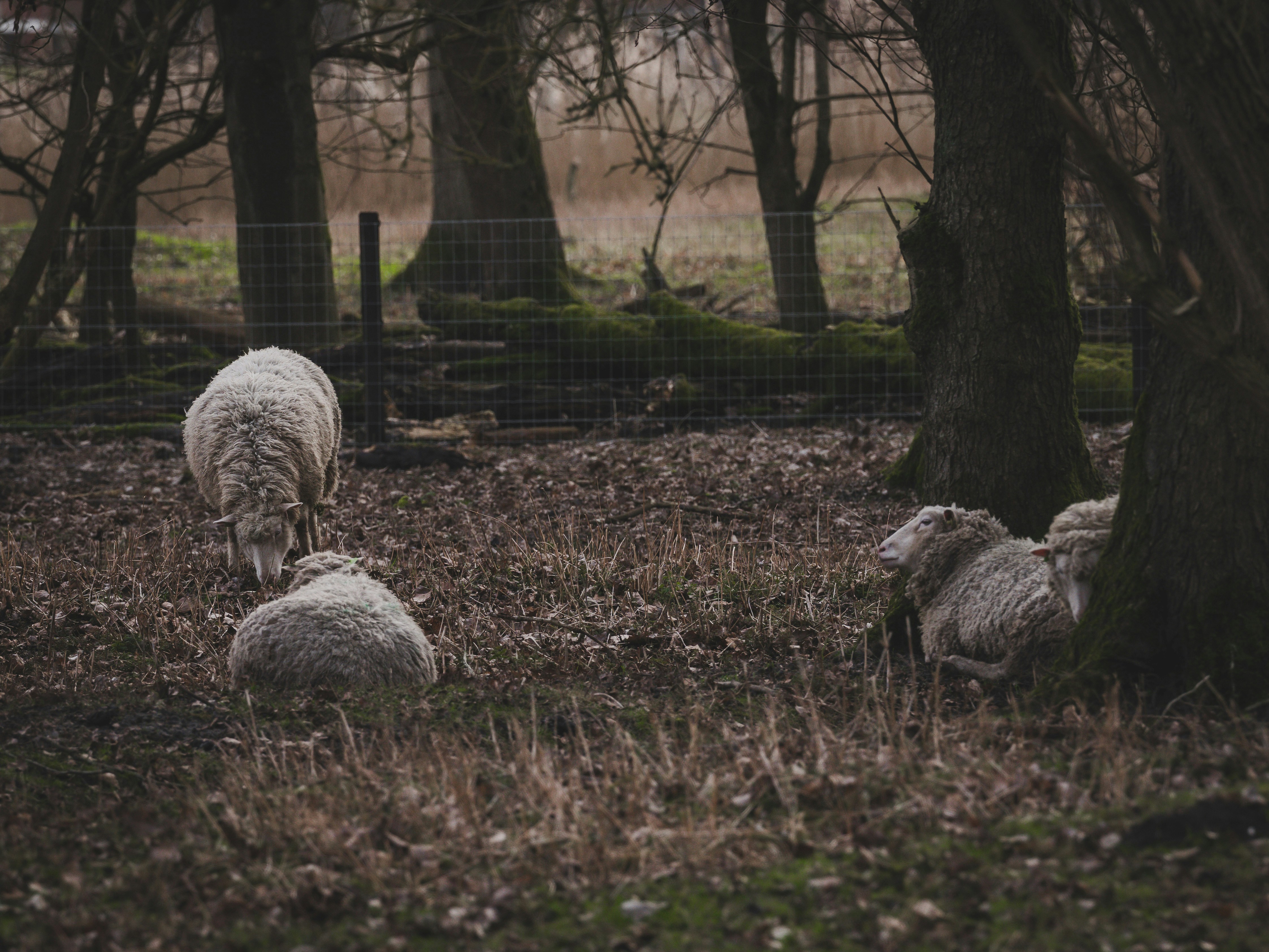 Pastoral Quiet: Flock Resting Under Winter Trees