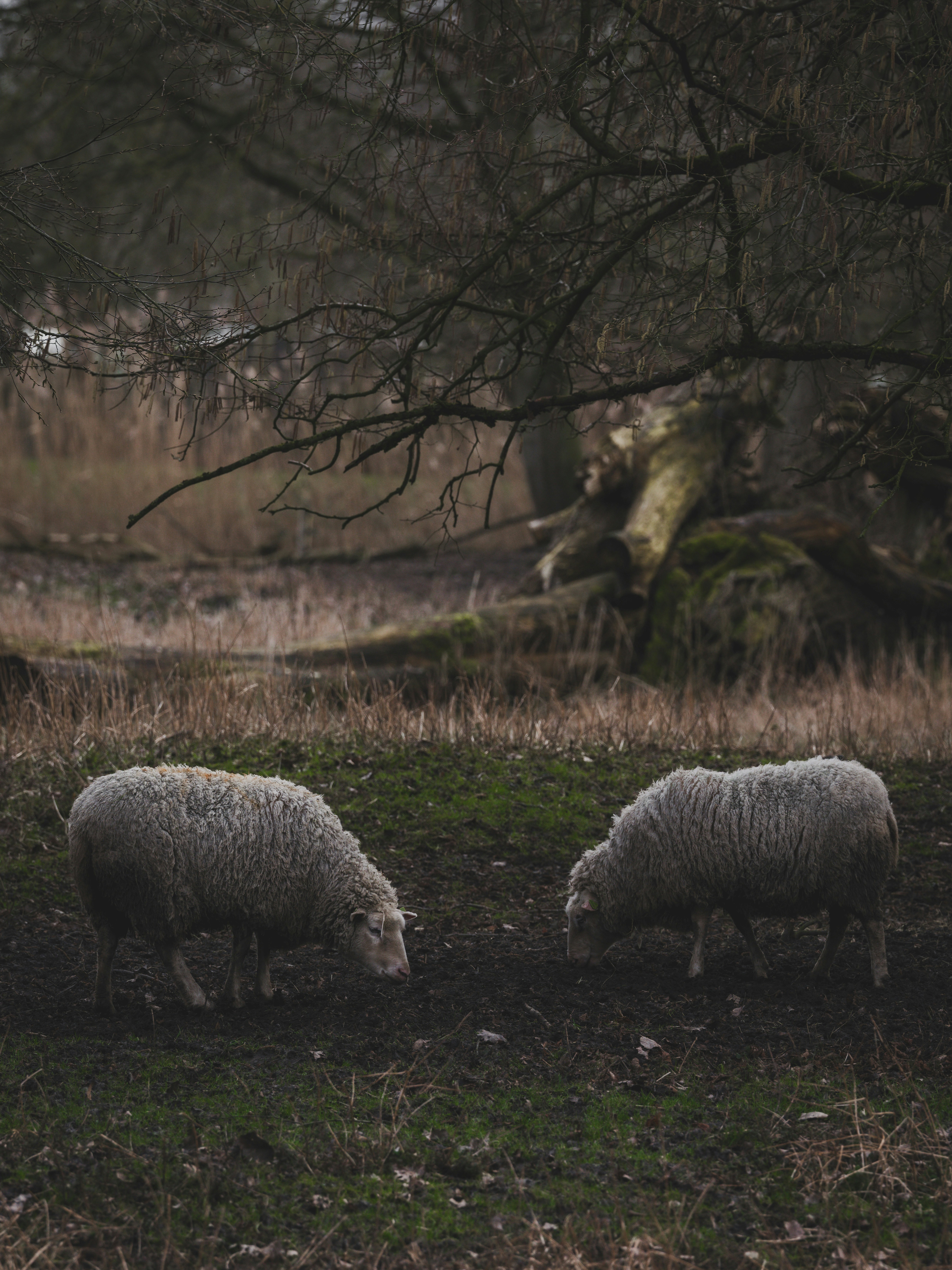 Pasture Peers: Two Herded Sheep in a Quiet Clearing