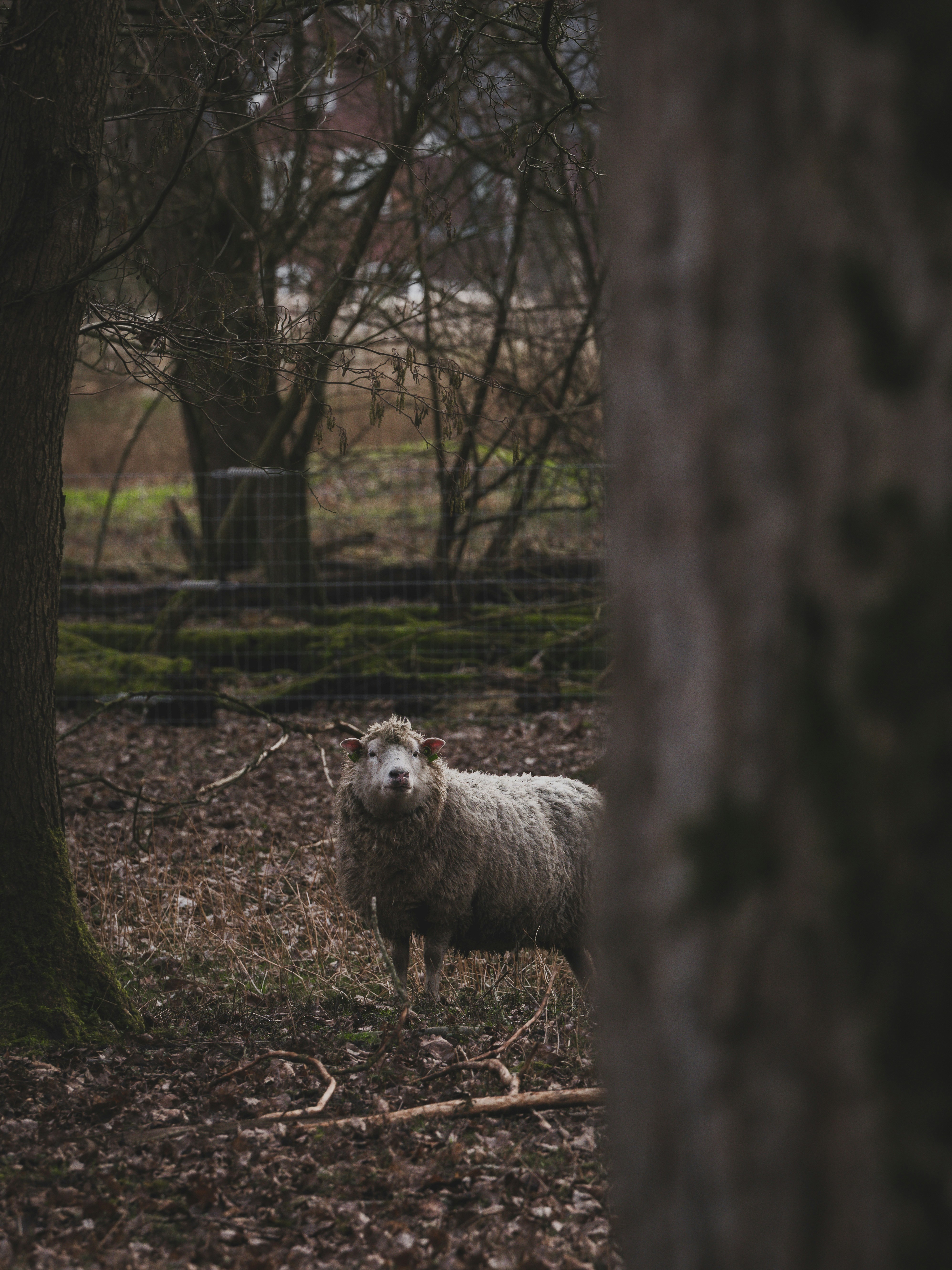 Hidden Herd: A Sheep Stands Between Mossy Stones in a Dim Woodland