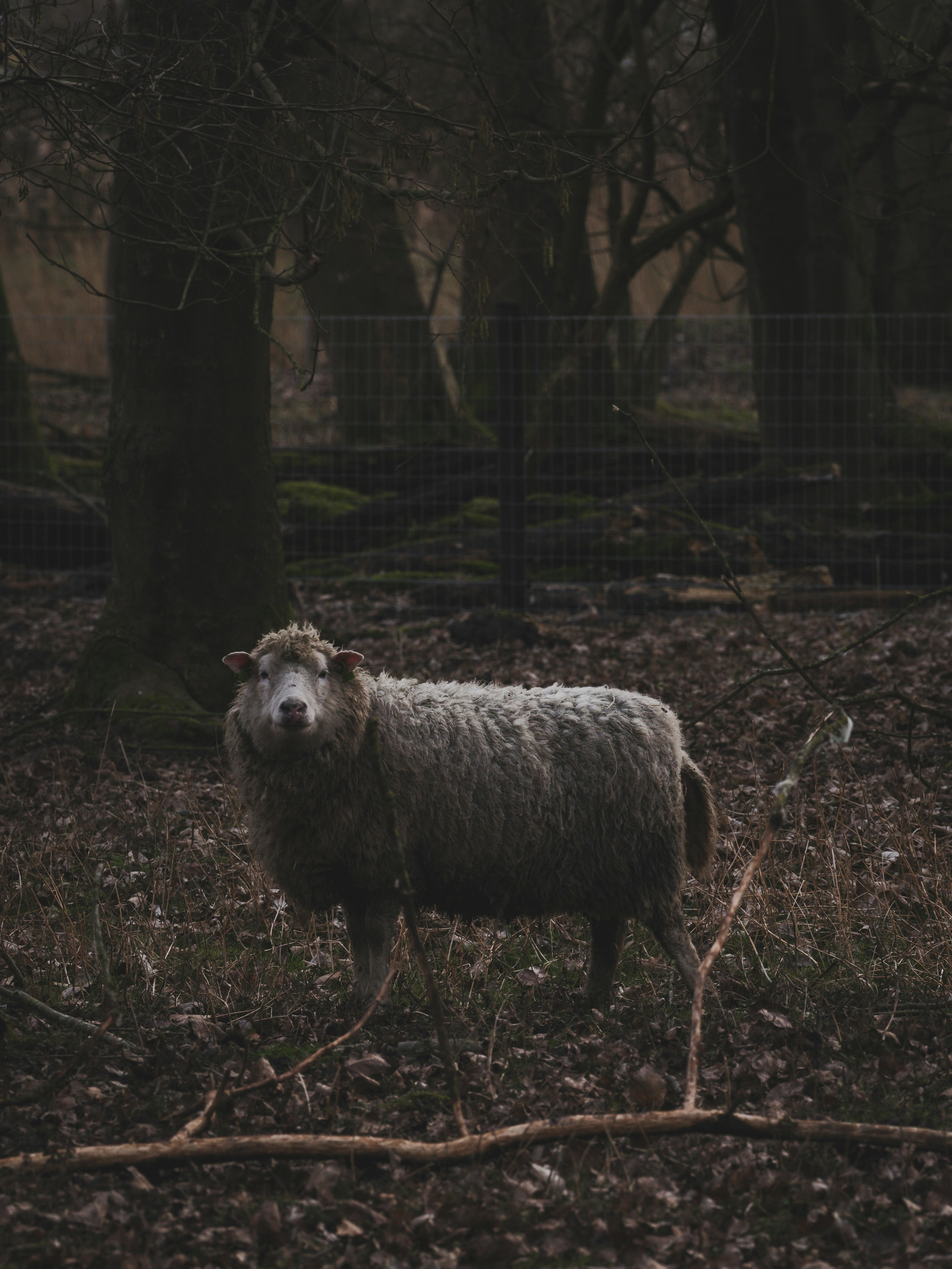  solitary sheep in a dim woodland enclosure