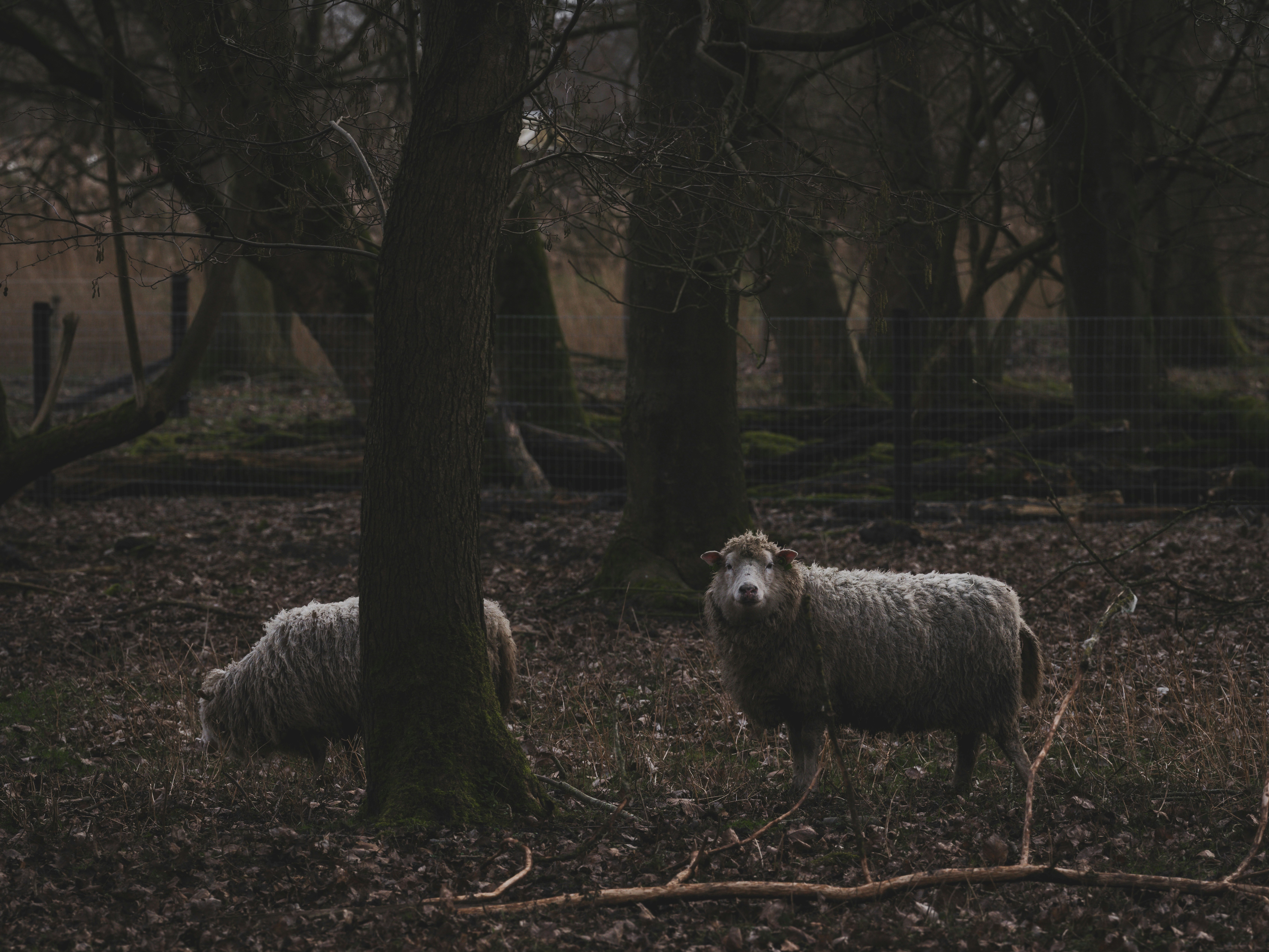 Storm-Washed Flock Under Gnarled Guardians