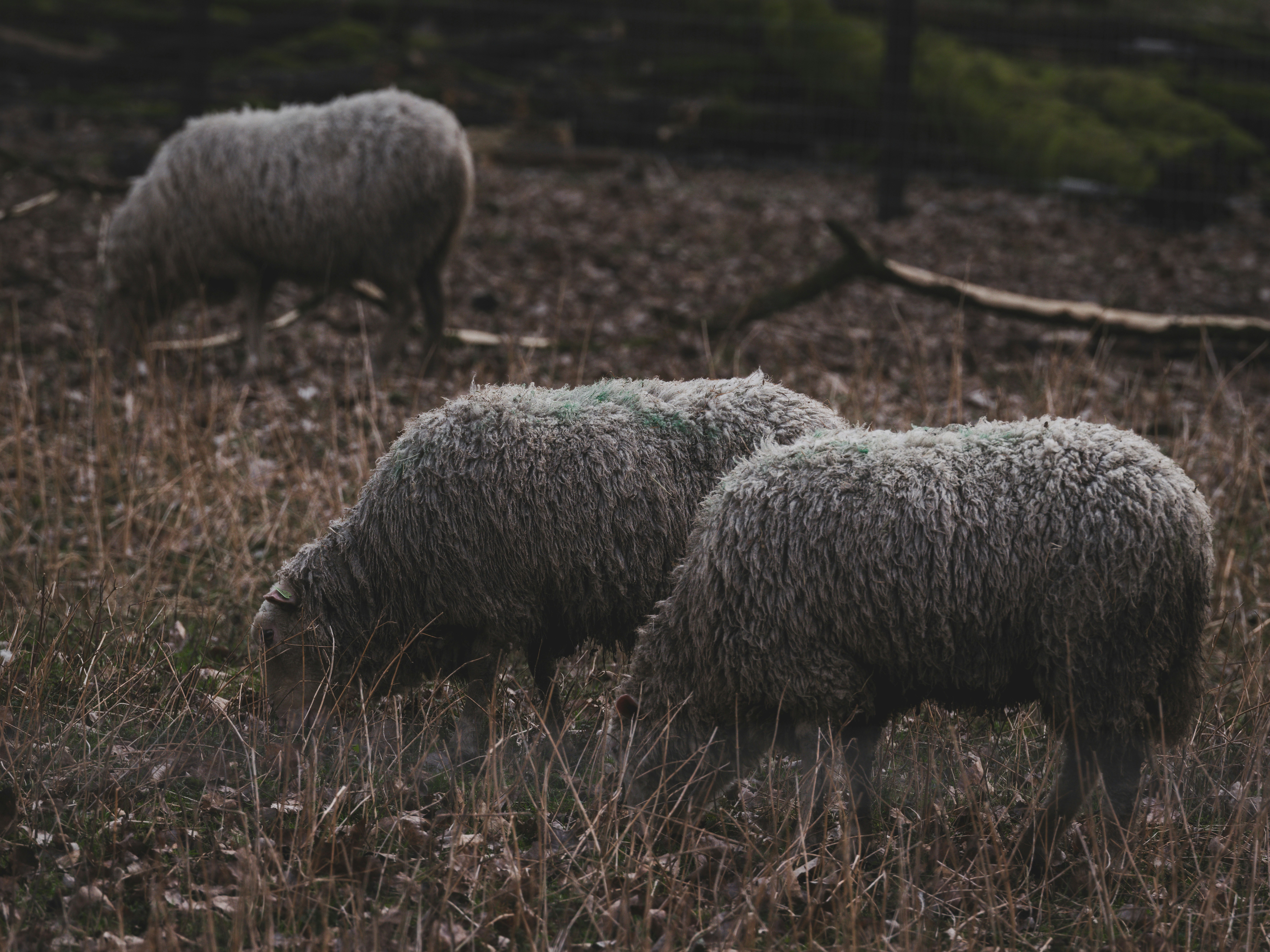 Twilight Flock: Quiet Grazing Under Dusky Pines