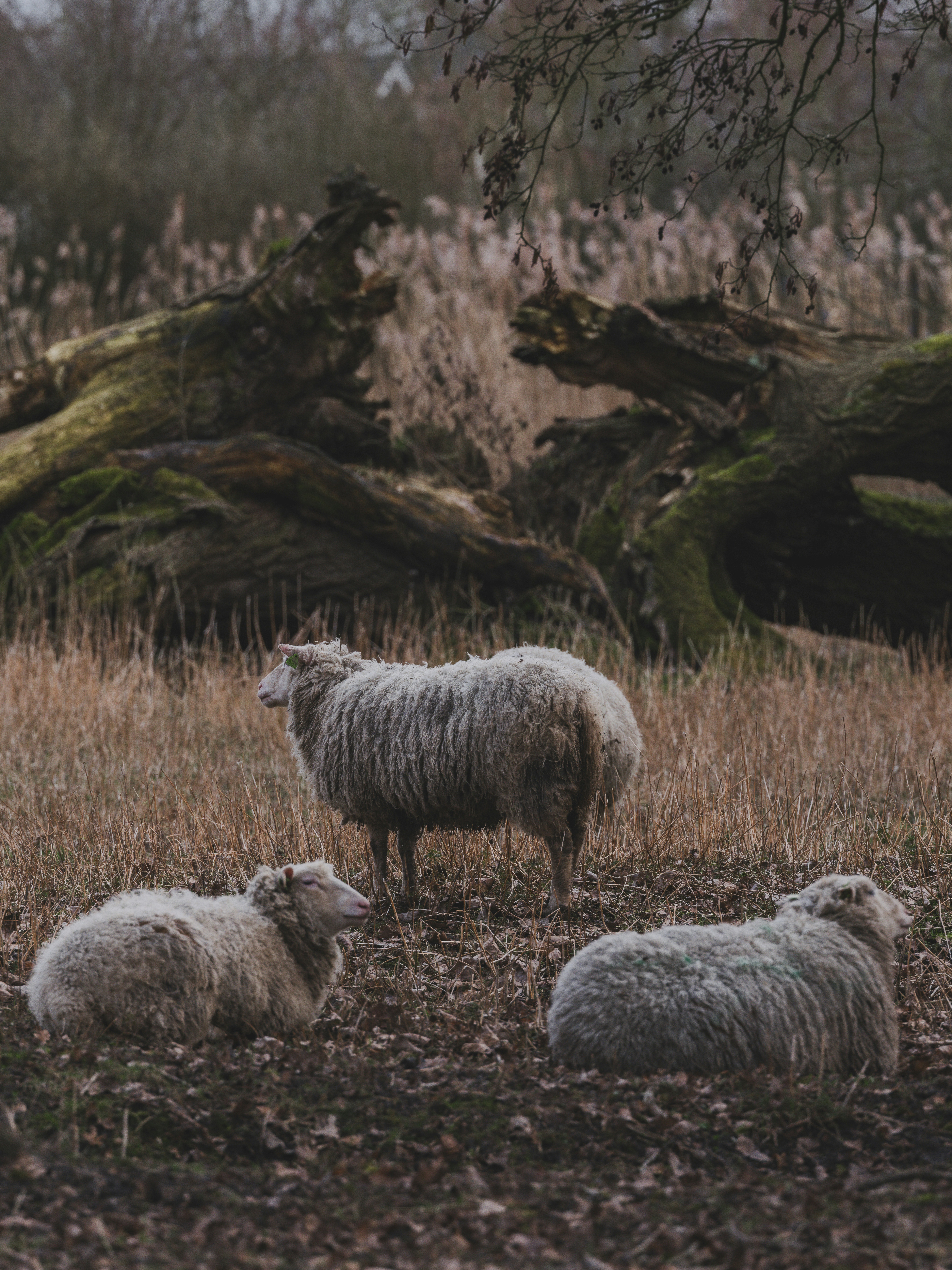Ruminants in Dappled Field: Woolly Giants Resting Under Mossy Logscape