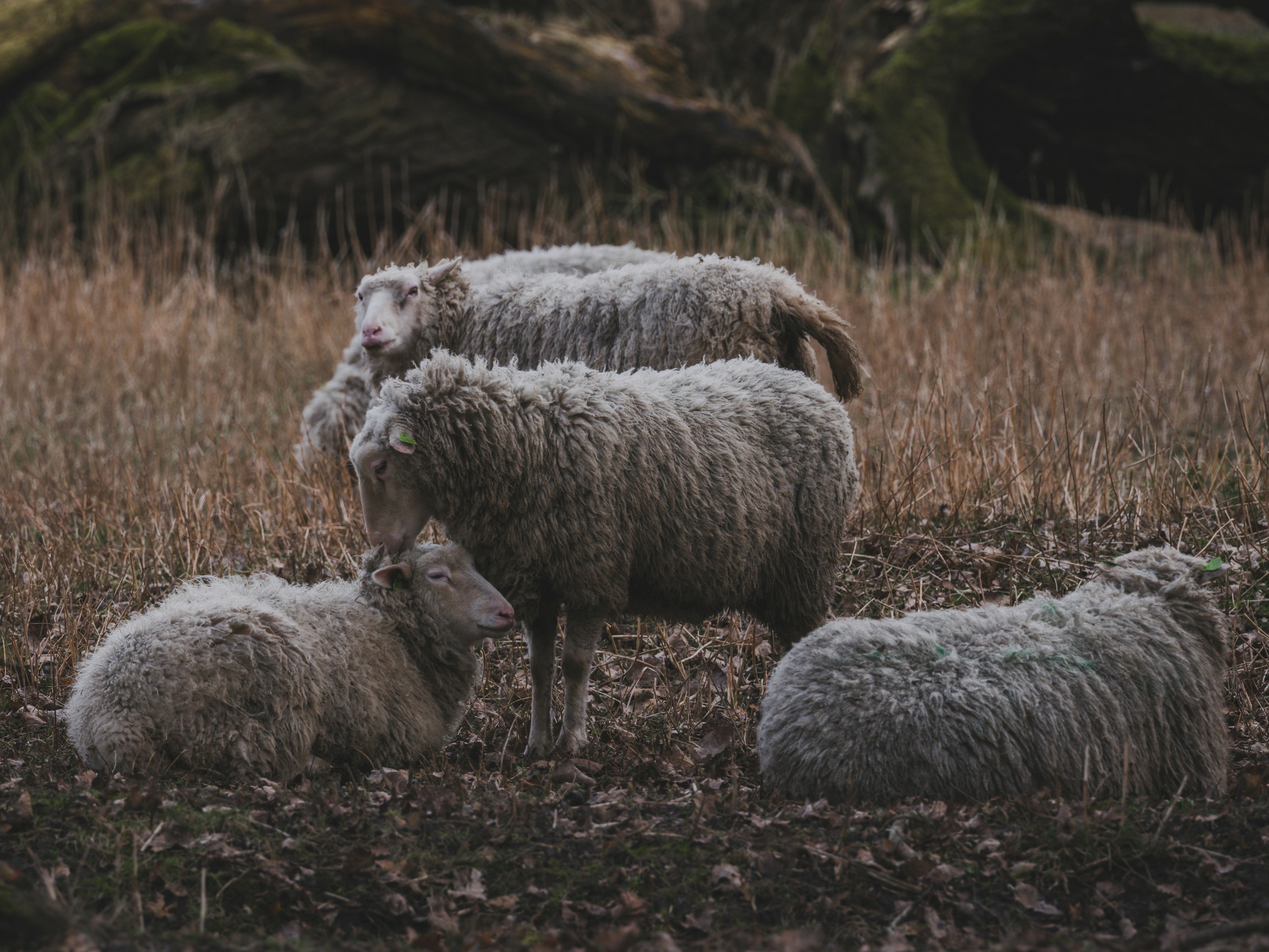 Quiet Herd at Dusk: Woolly Silence in a Meadow