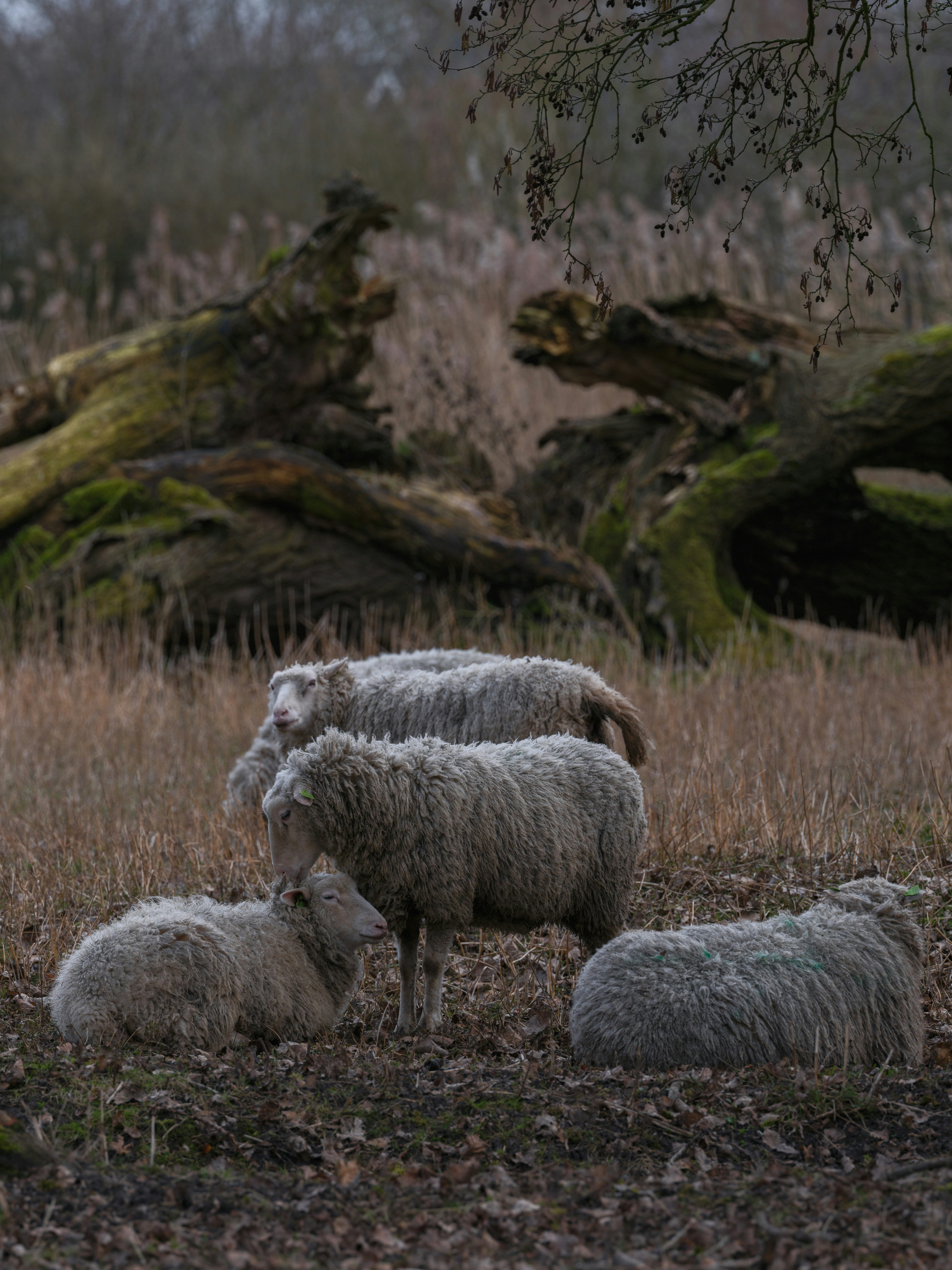 Grazing Flock in Dusk-Soft Meadow with Weathered Driftwood