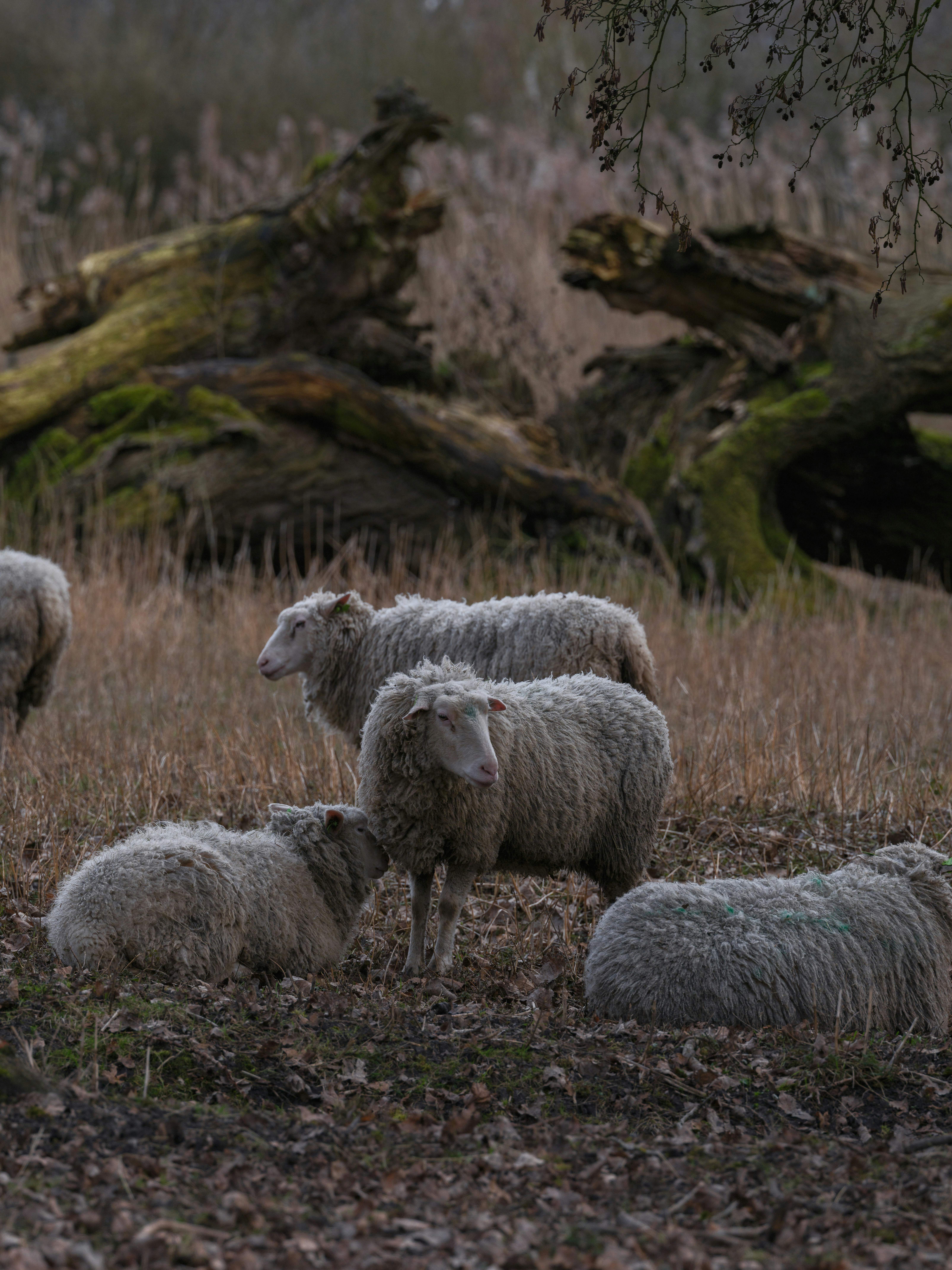 A Quiet Flock Resting in Dappled Autumn Light