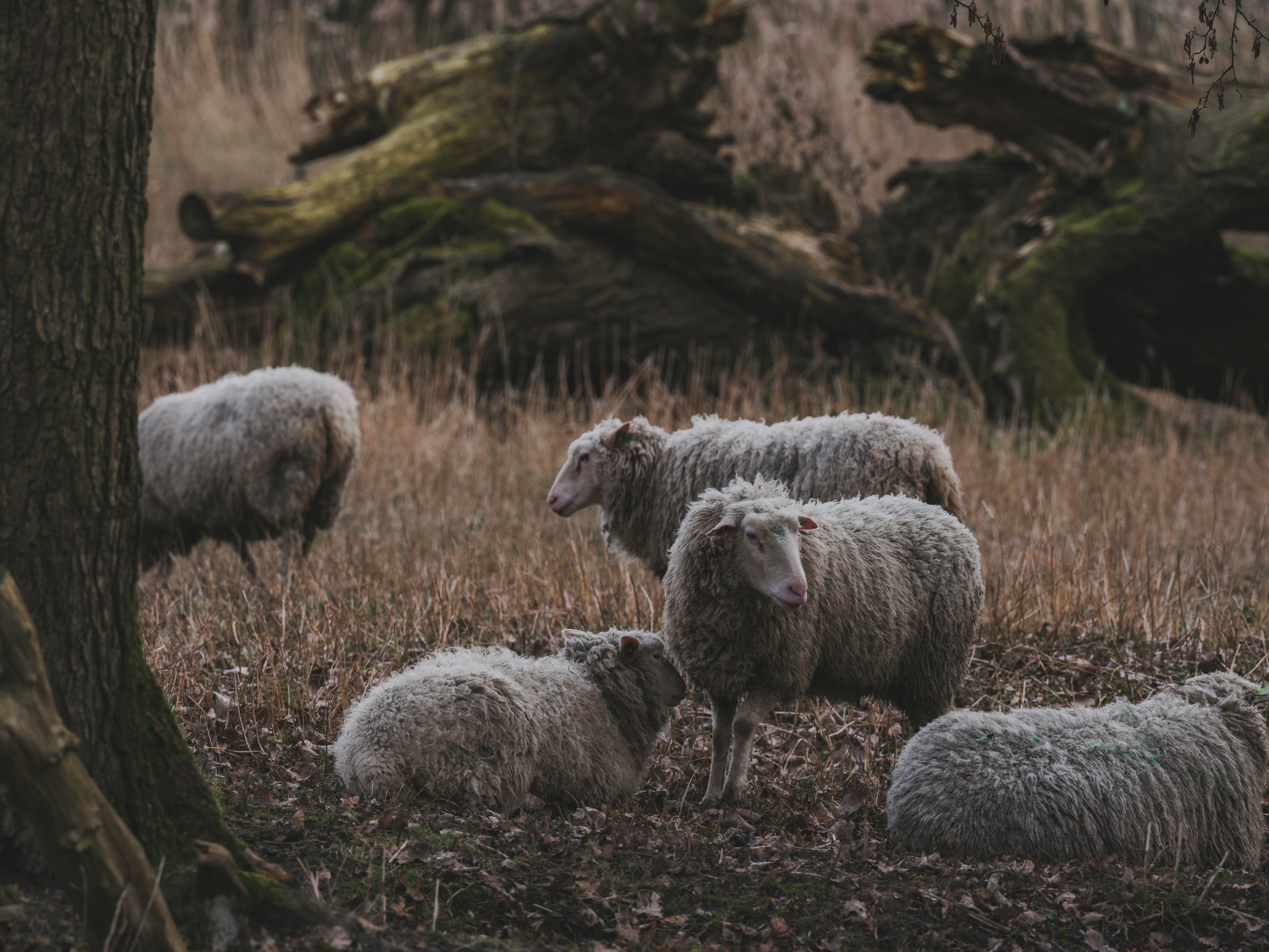 Quiet Flock in Dappled Light Beneath Ancient Roots