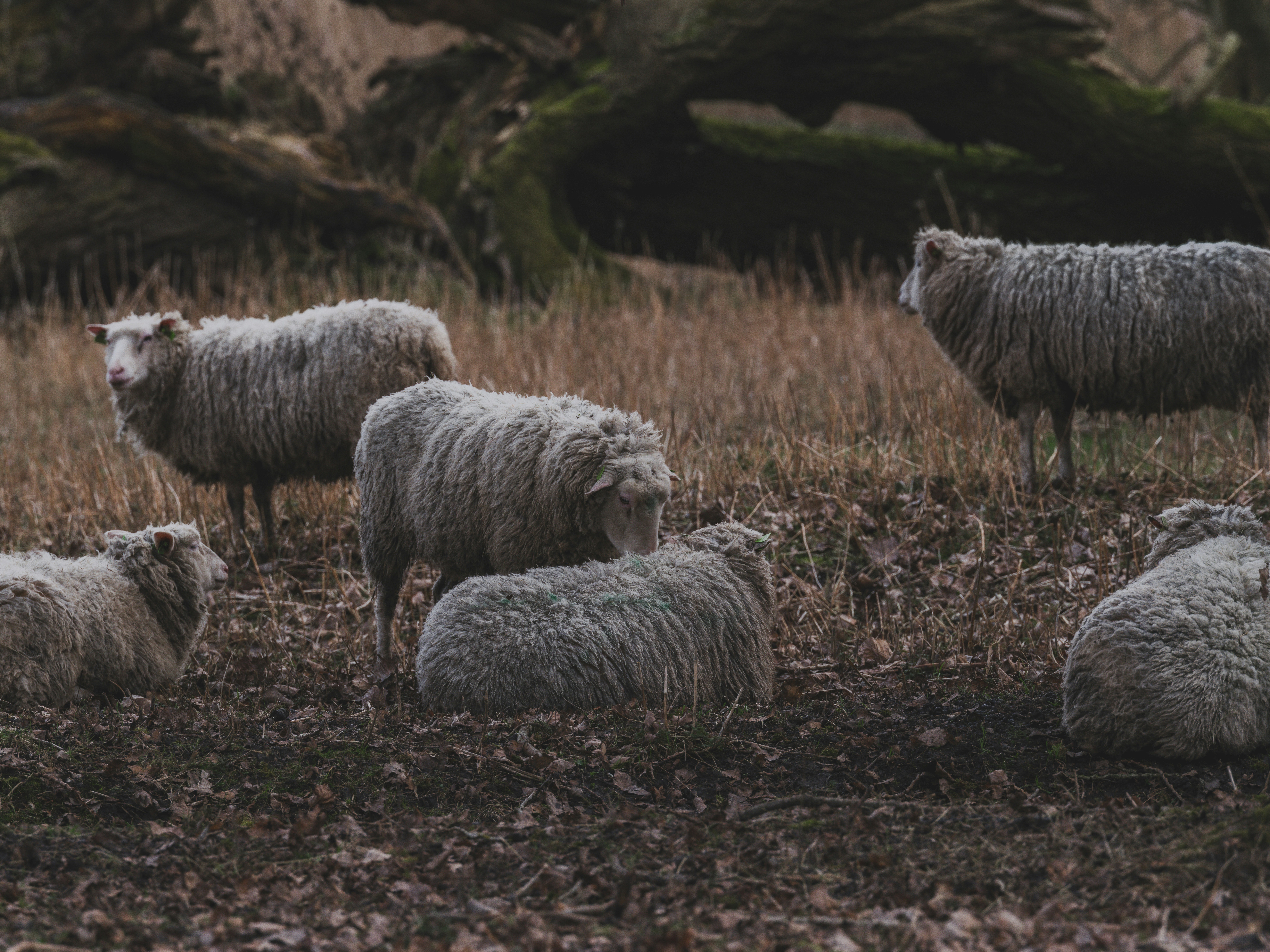 Herd of Woolly Barnyard in Dusk-bathed Field