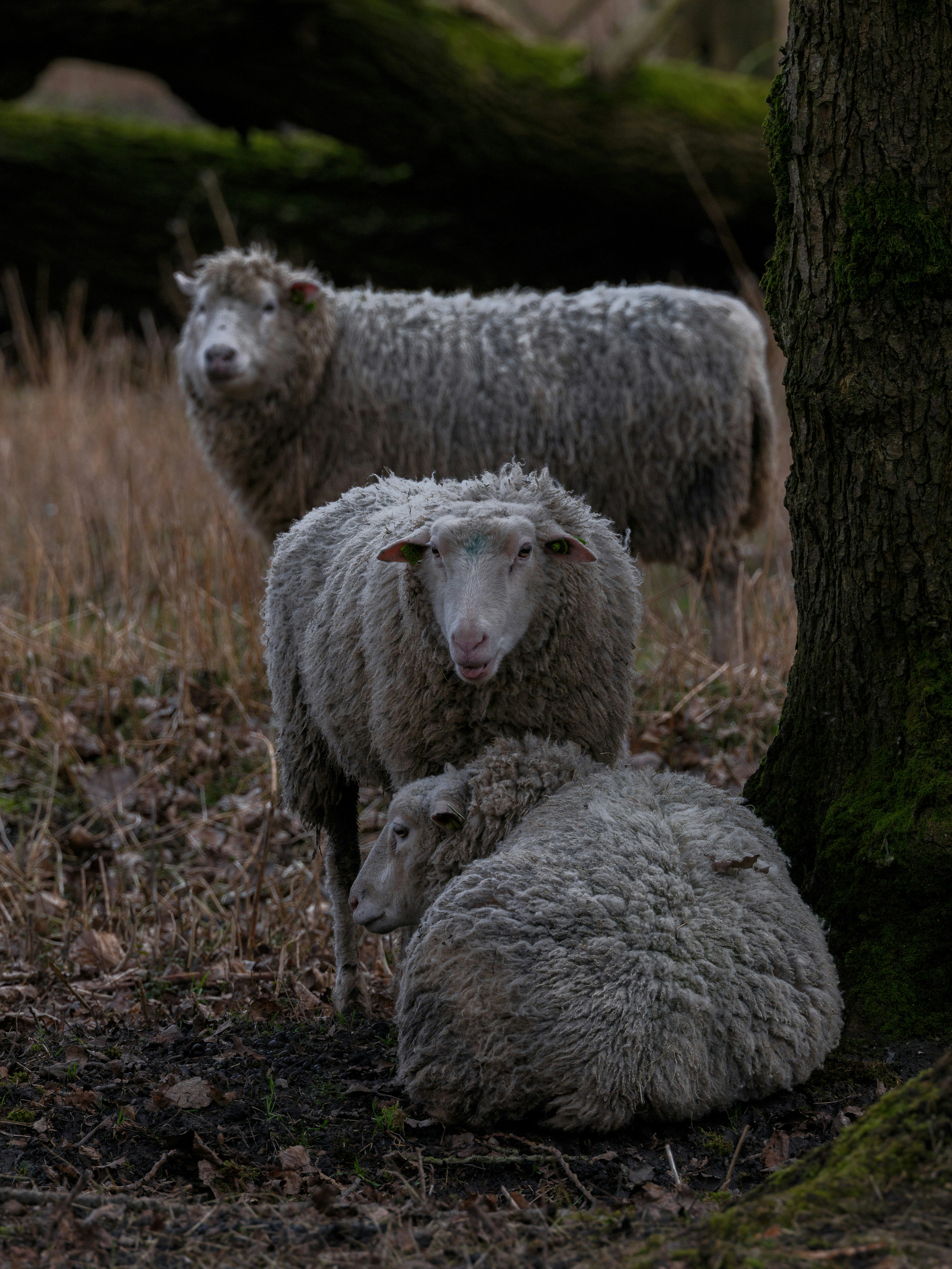 A Quiet Flock: Sheep Resting Beneath a Mossy Tree