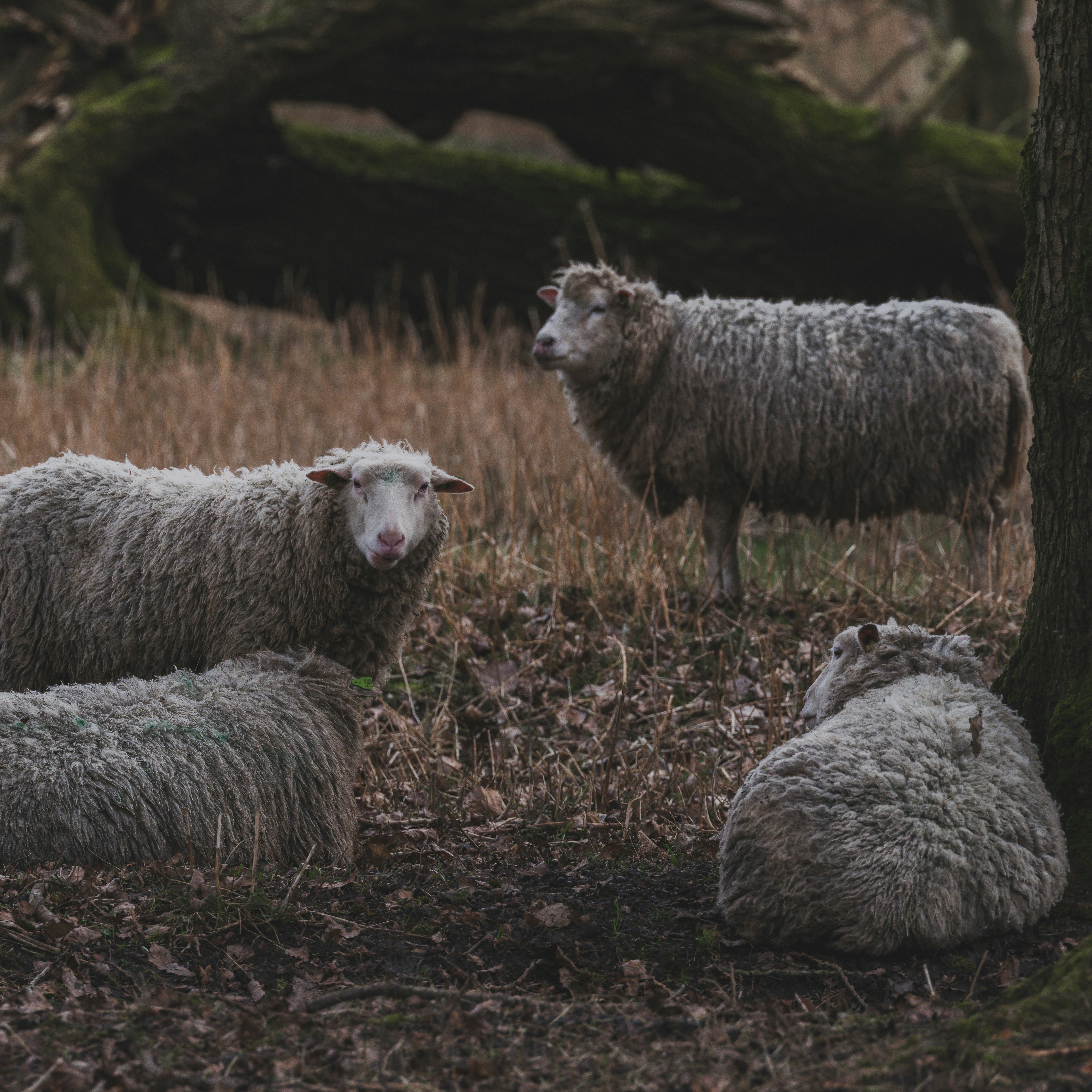 Quiet Flock Beneath the Branches