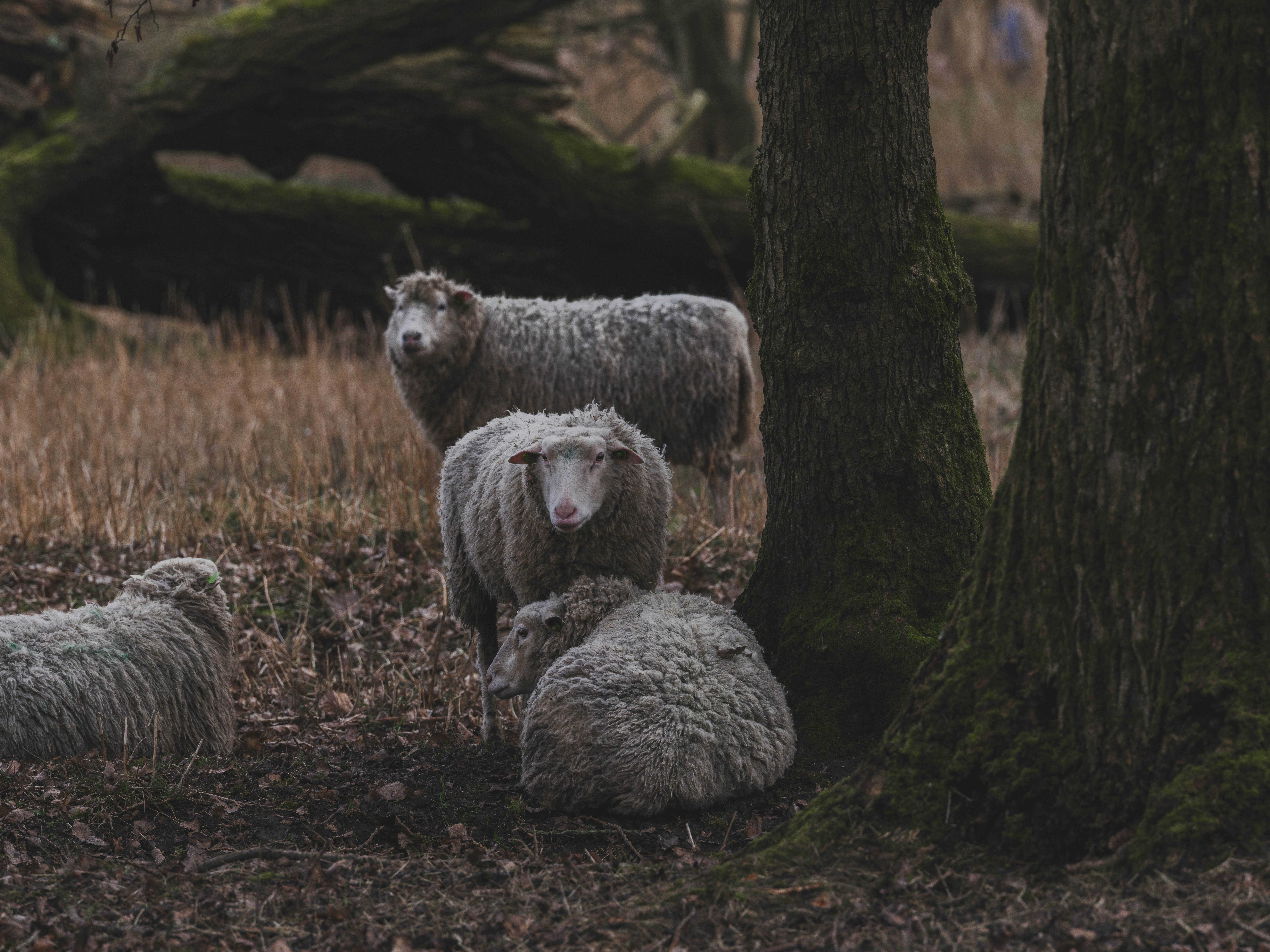 Sheep in the Shade: Quietly Resting Under Ancient Oaks