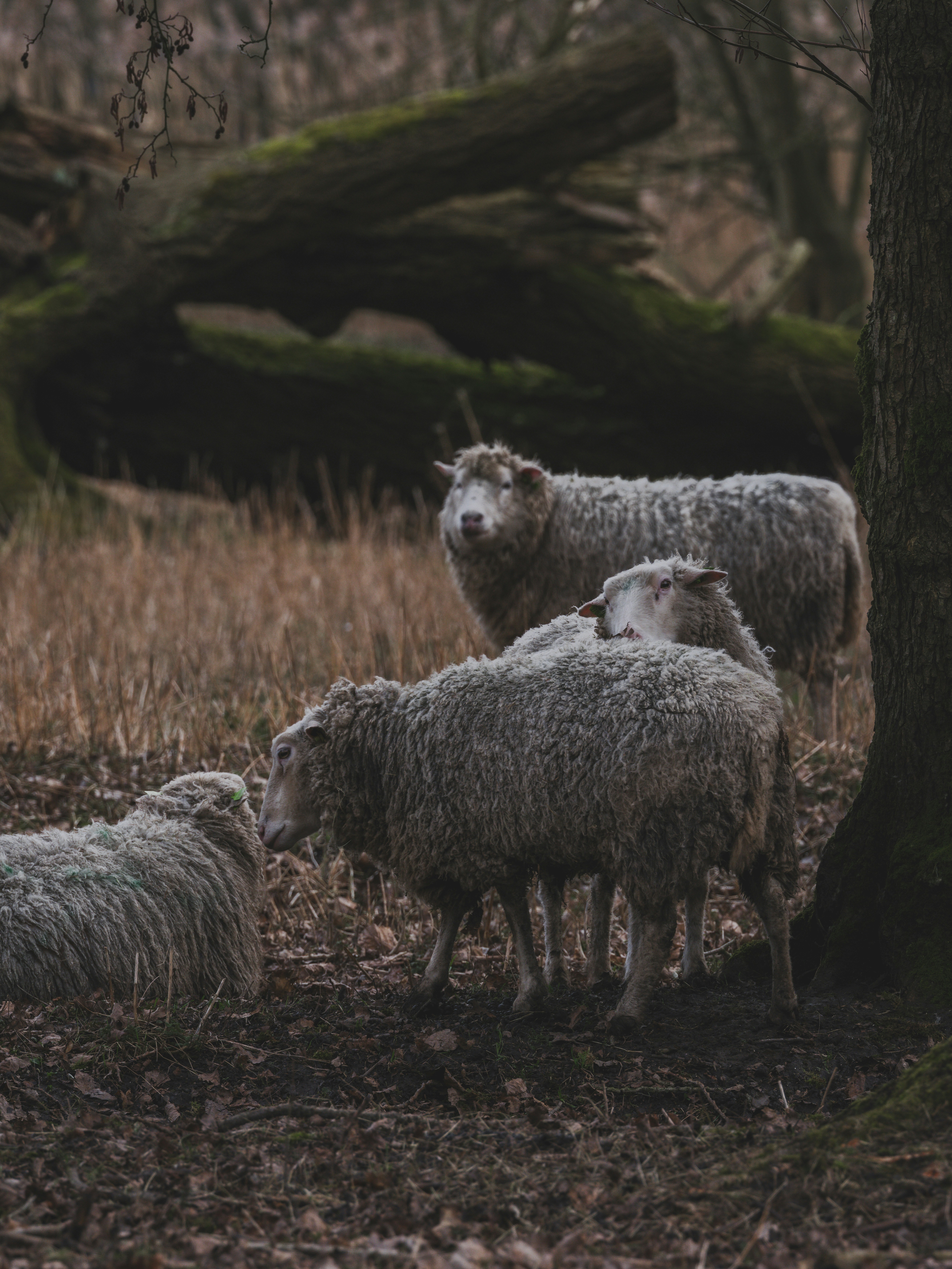 Flock of Winter Sheep Anchored by a Weathered Tree