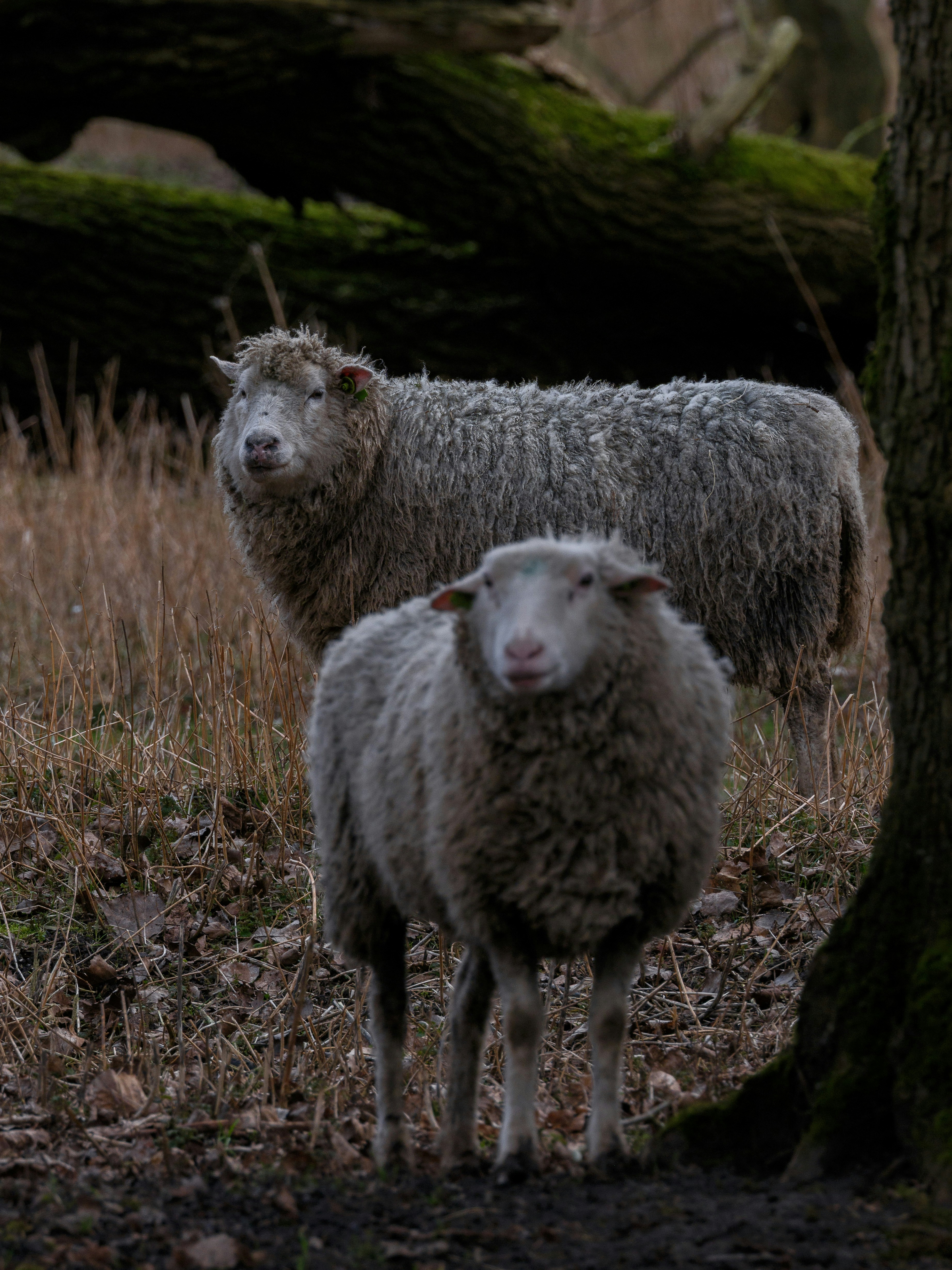 Two Sheep in a Dim Forest Clearing
