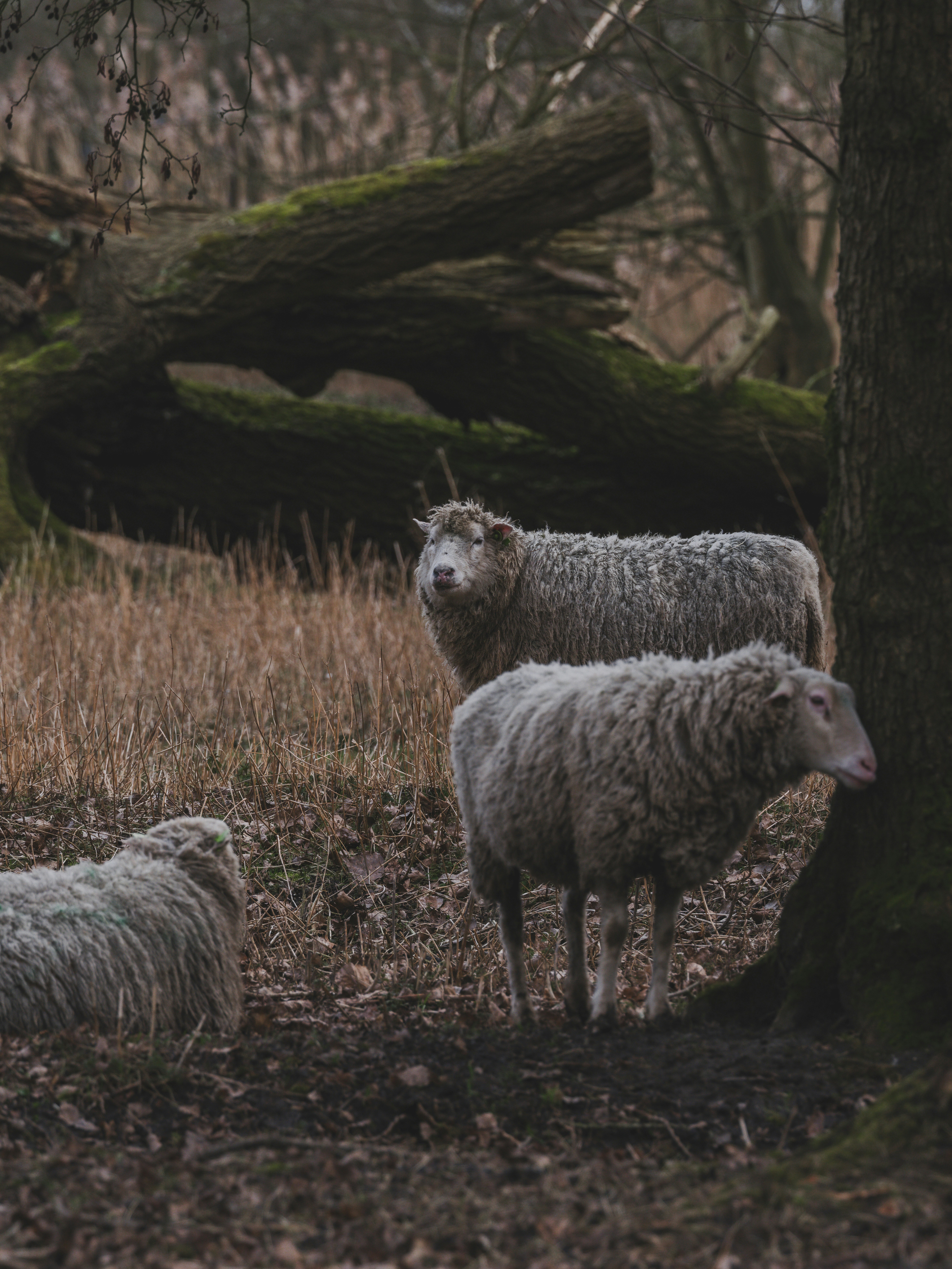 Mellow Herd in Dappled Light by Mossy Log
