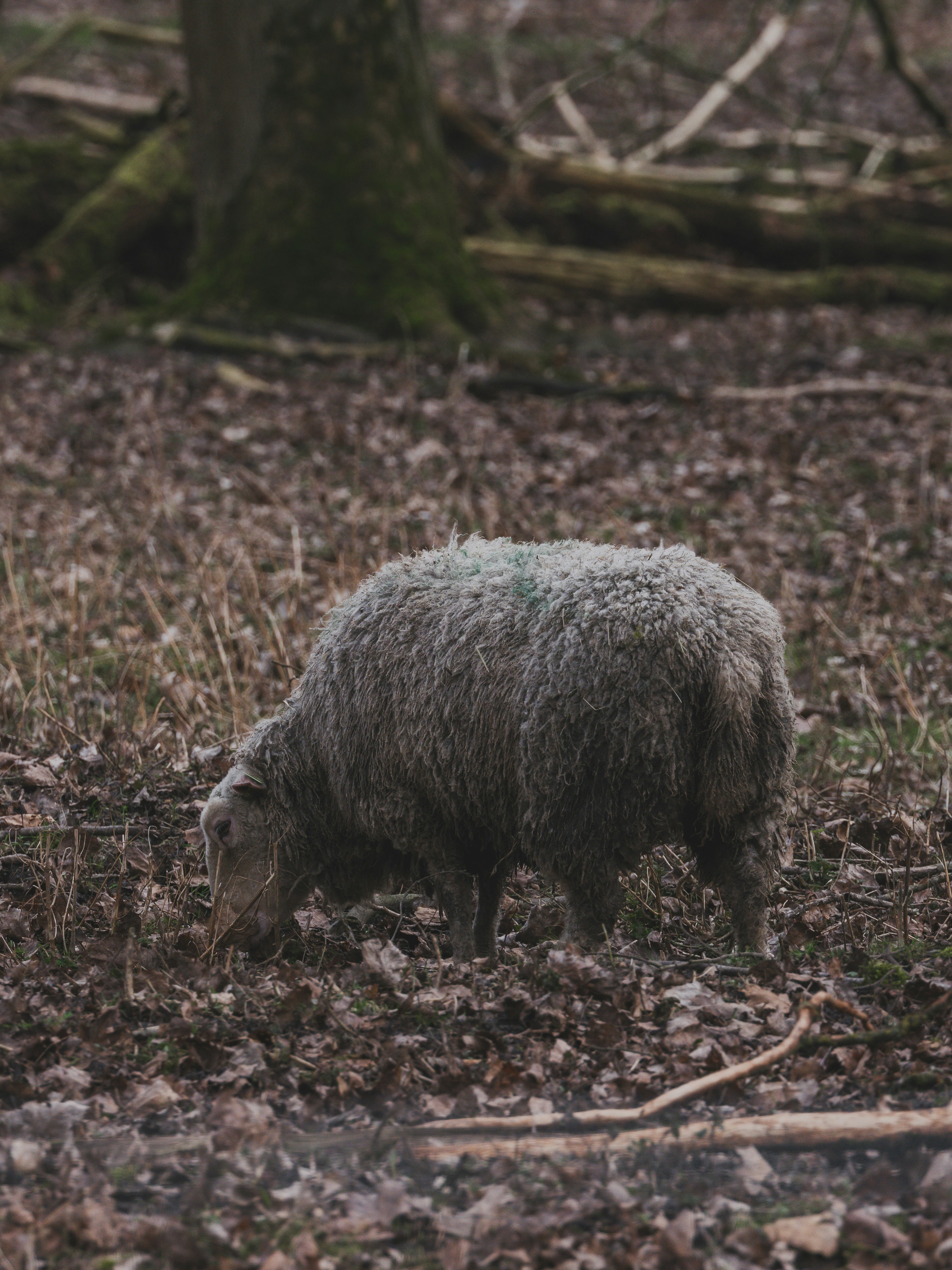 Fleece in the Fog: A Woolly Forager in a Leafy Quiet