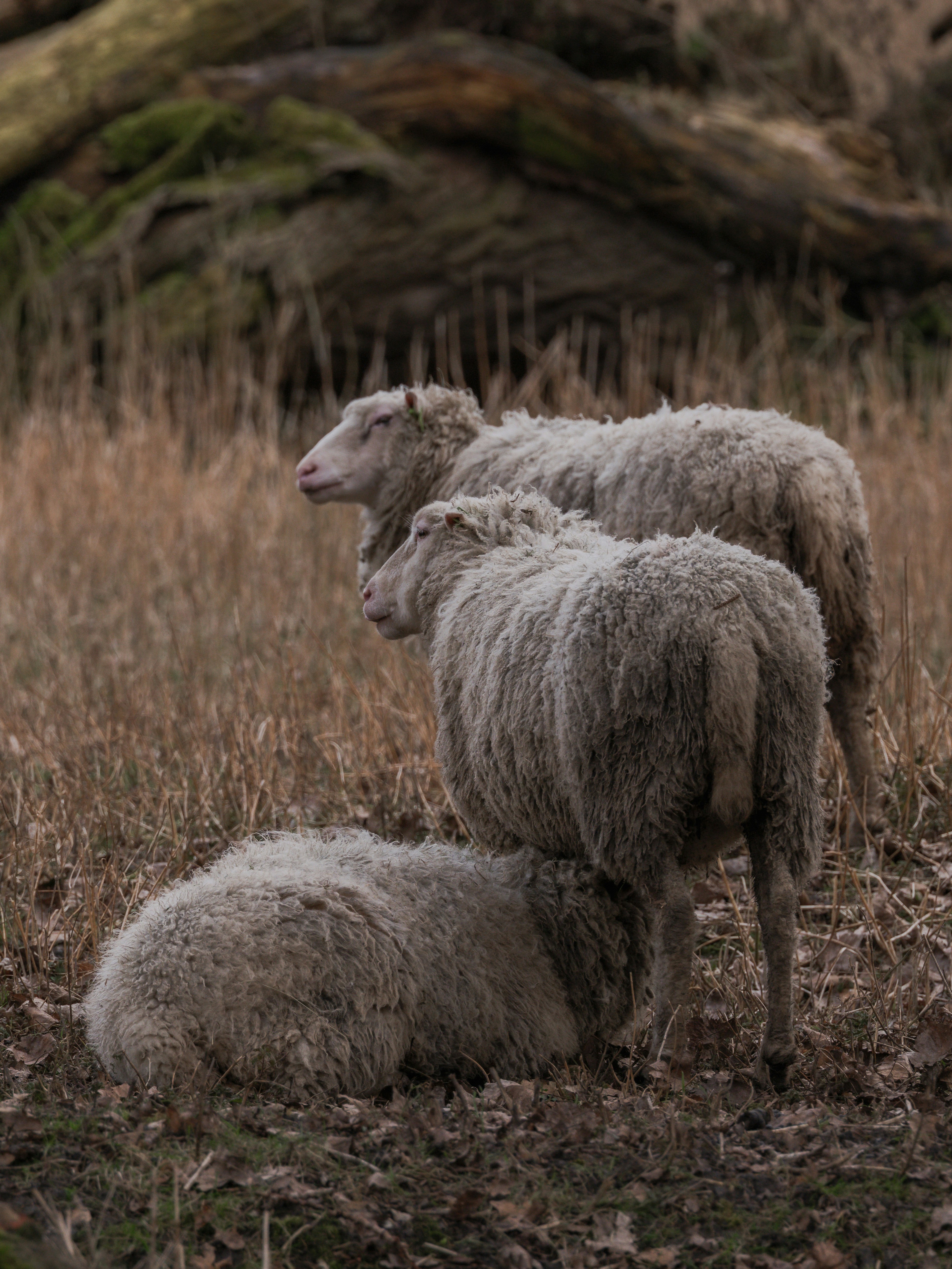 Sheep at Rest: Quiet Herd in a Mossy alcove