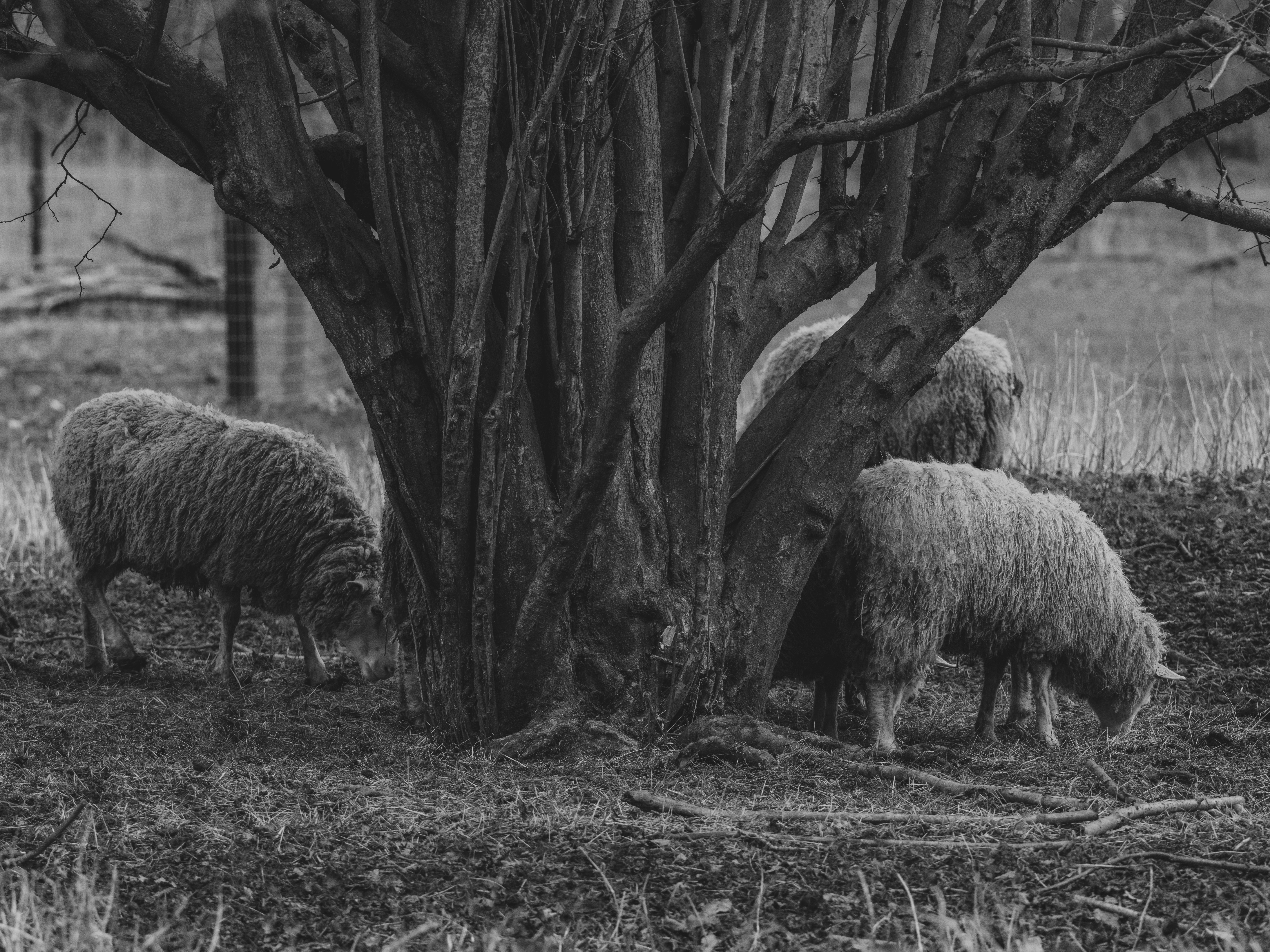 Under the Branching Umbrella: Sheep Nibbling Beneath a Silent Oak