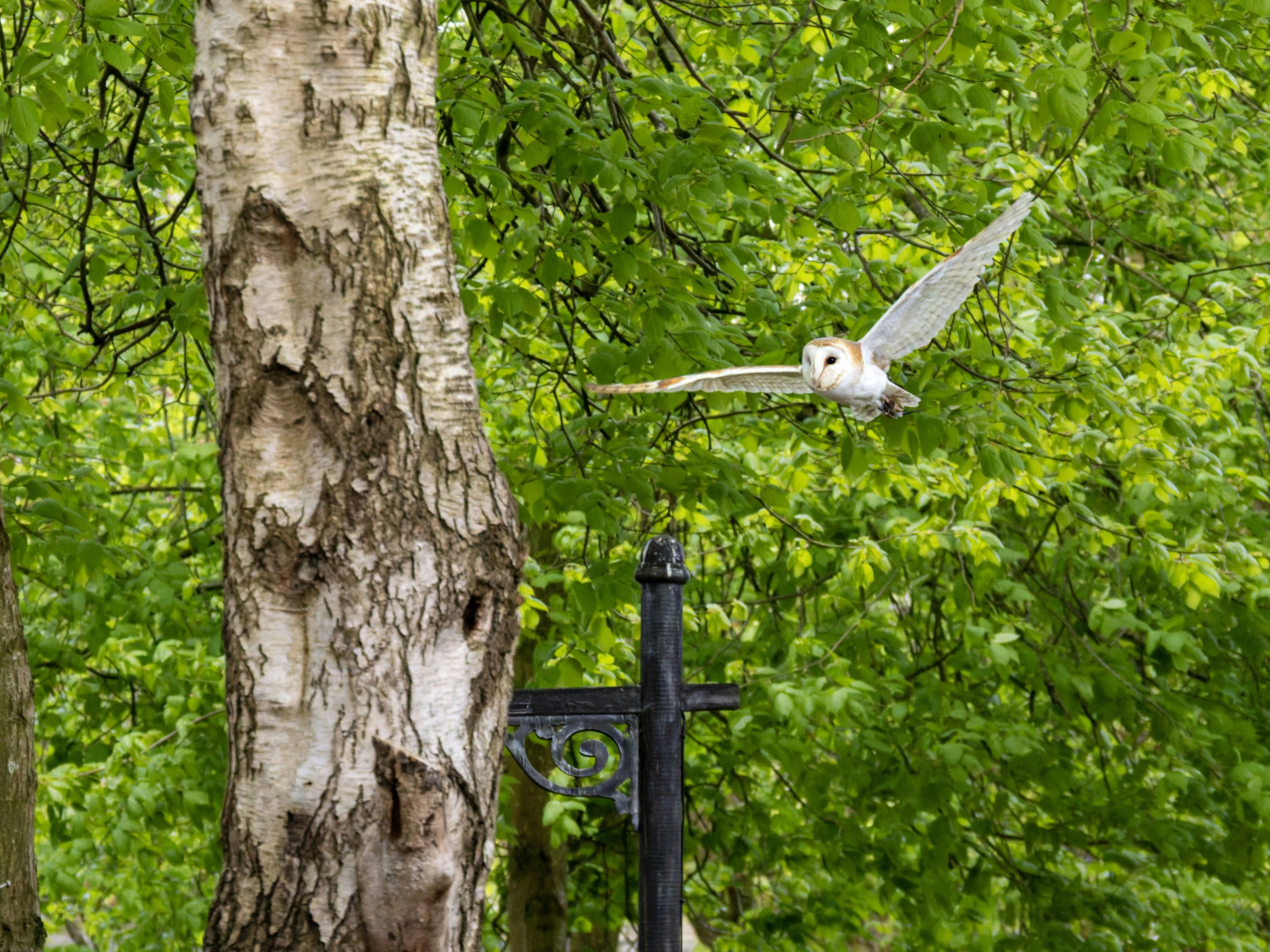Hawk in Quiet Flight: Barnyard Oak Rim