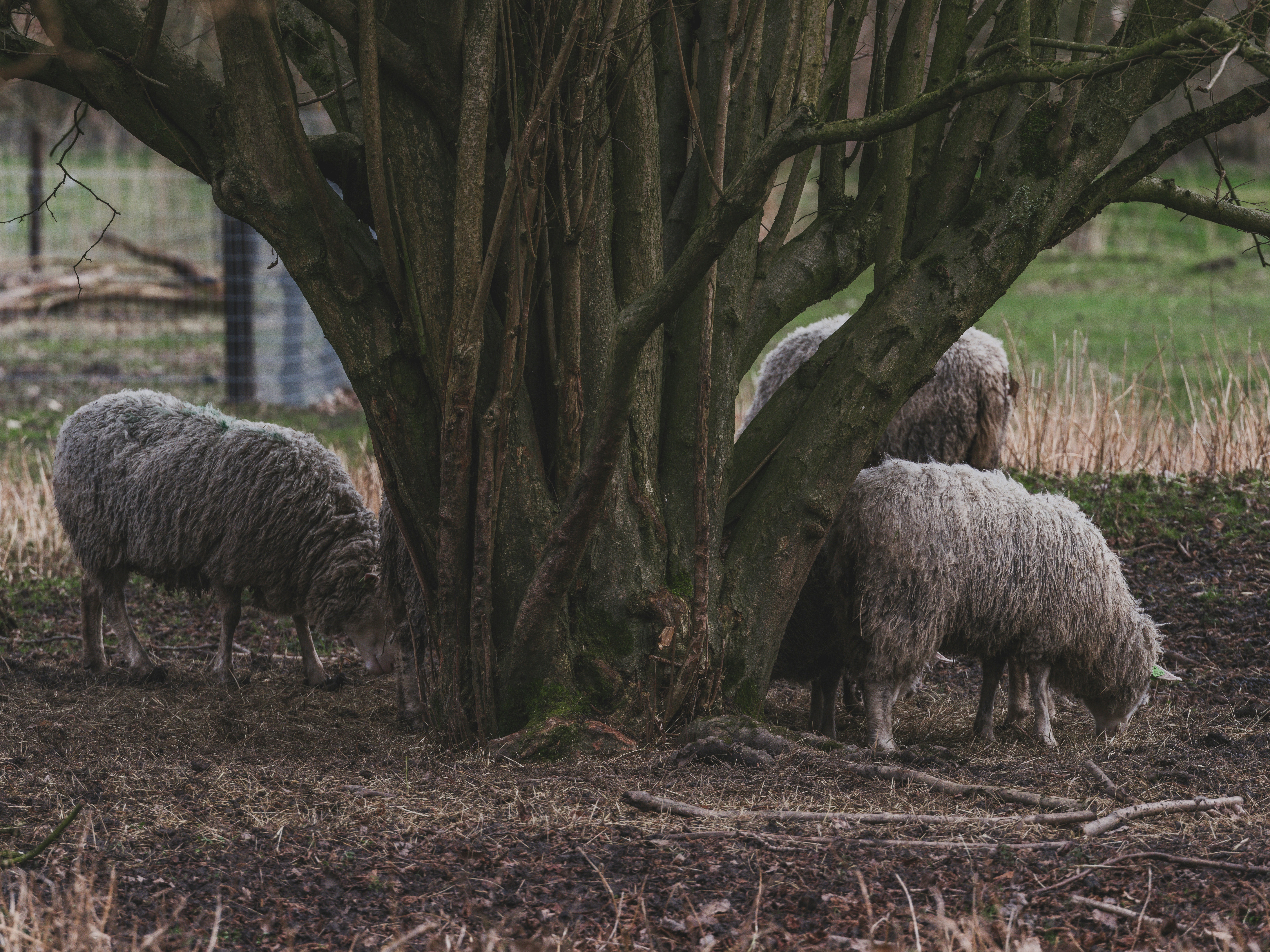 Under the Gnarled Shade: Flock Resting at the Foot of a Tree