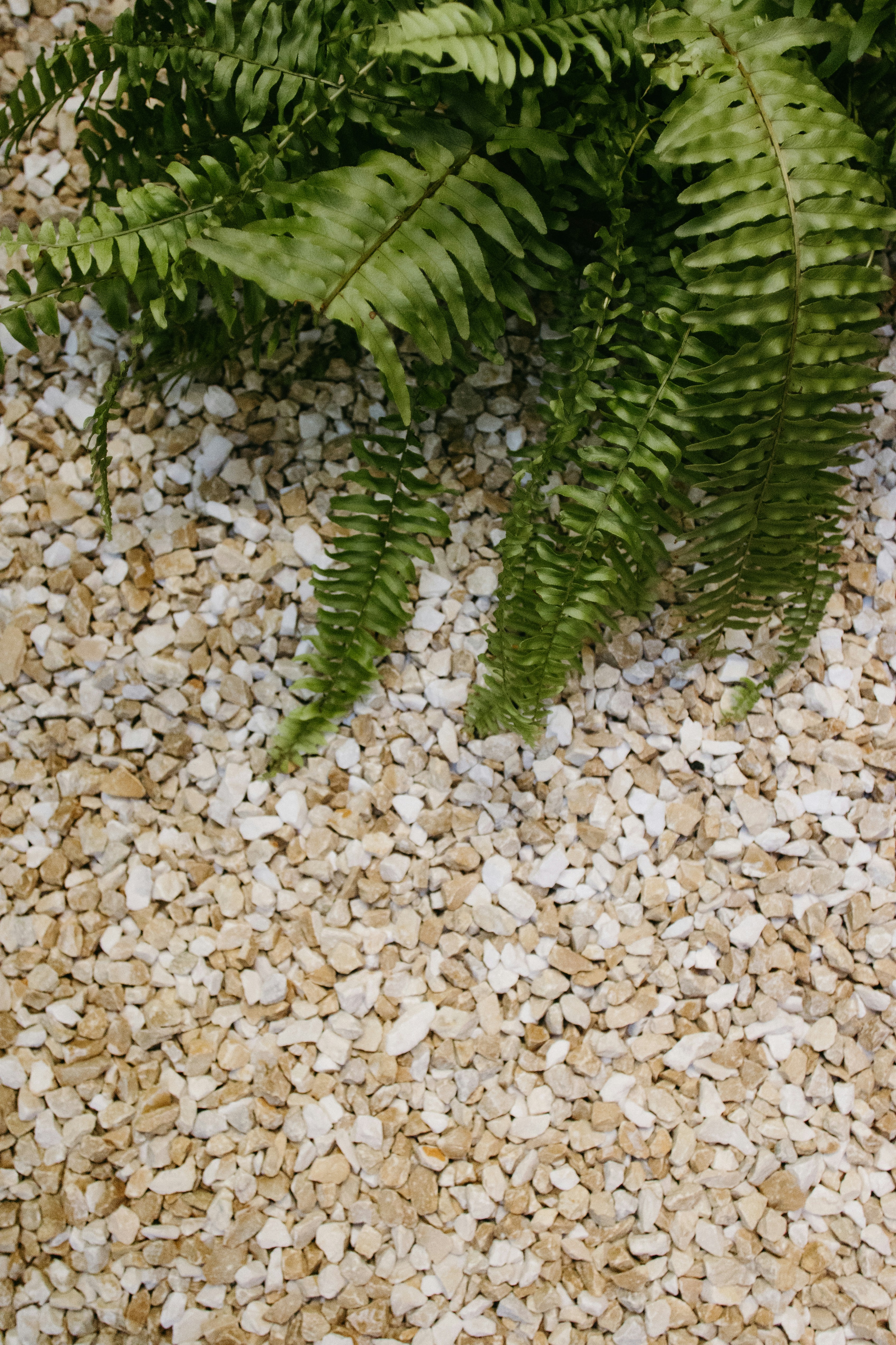 Fern Fronds Draped Over Pebble Ground