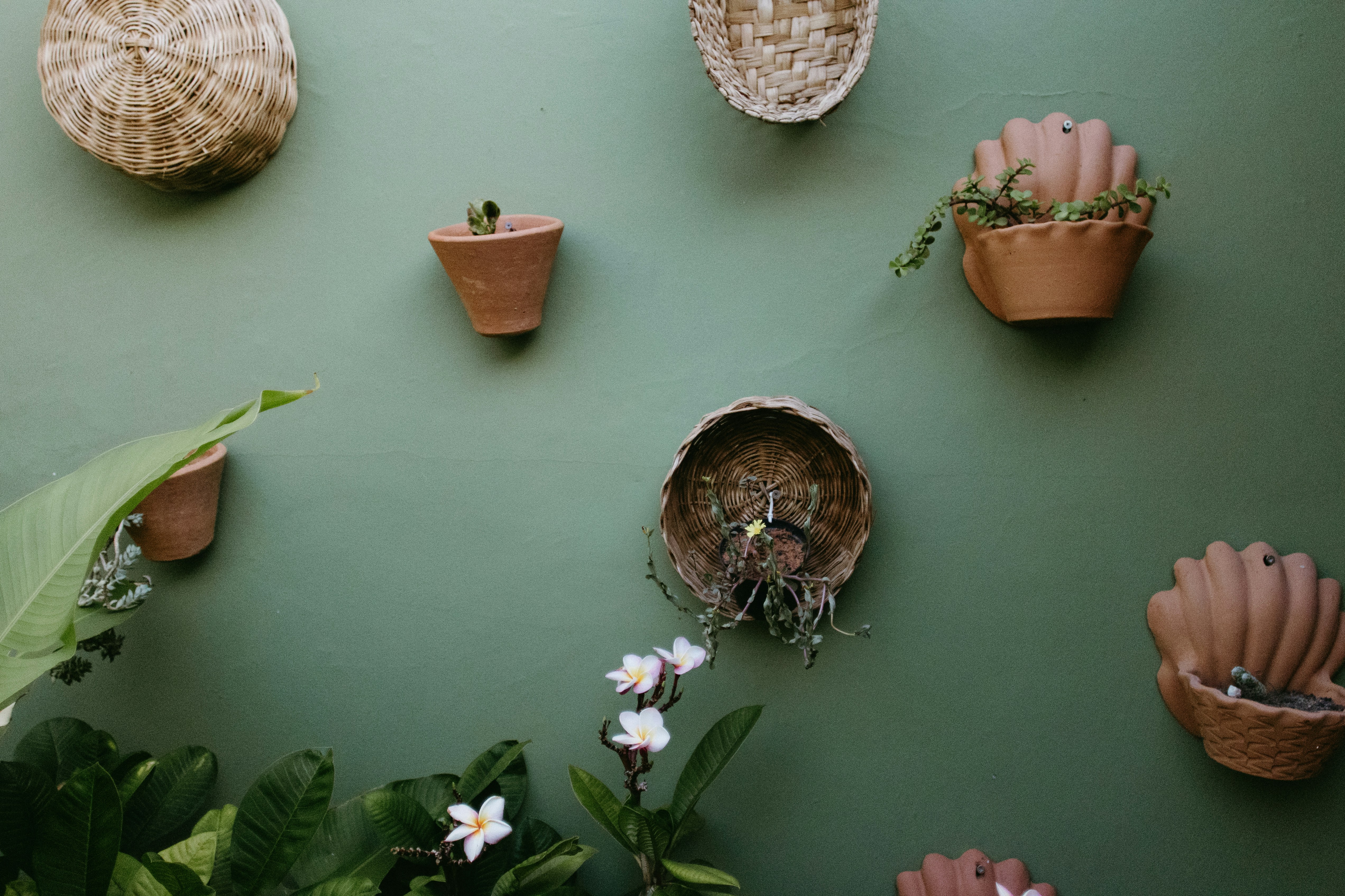 Green Wall Garden: Pots and Blooms on a Painted Backdrop