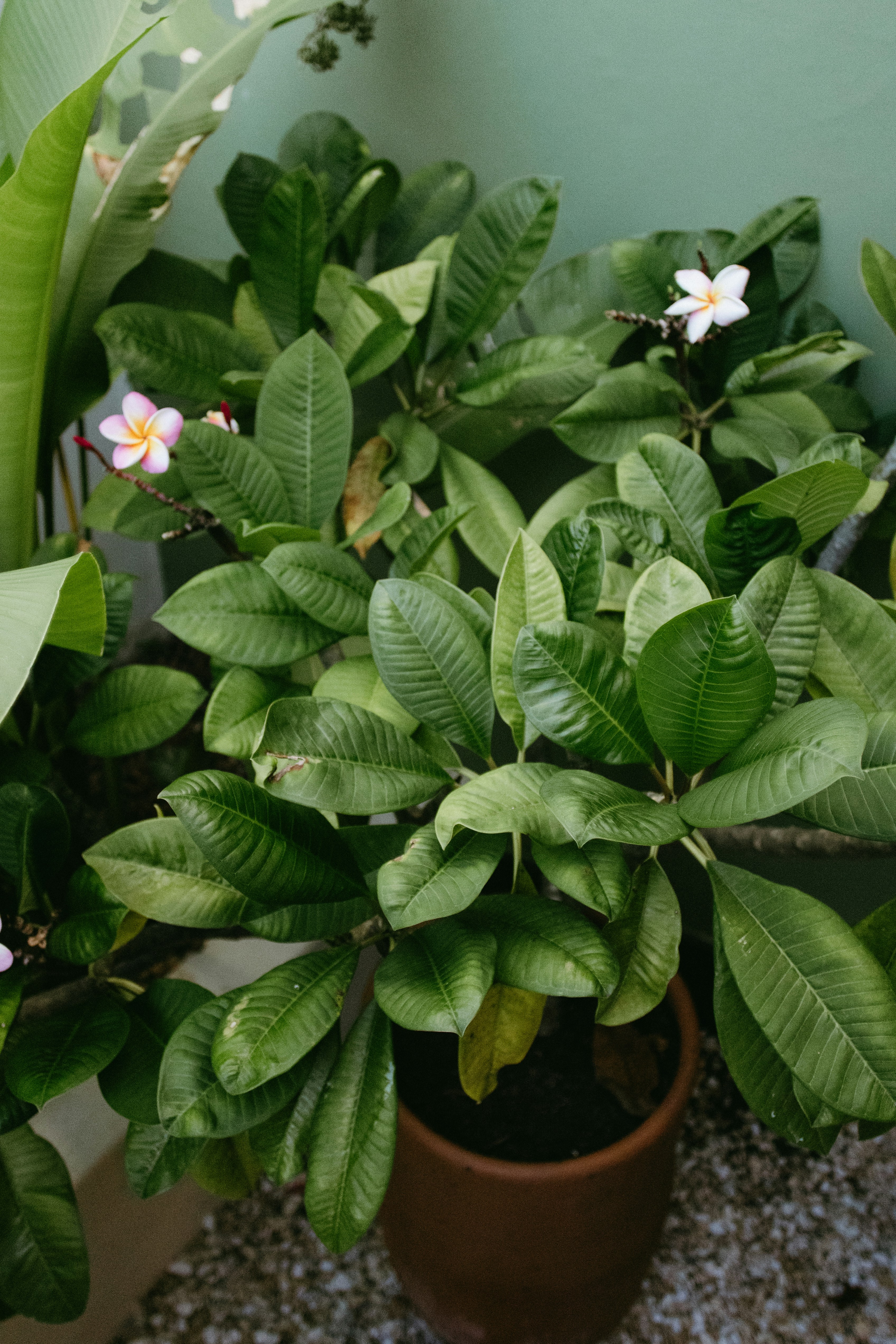Quiet Garden Bloom: Fringed Frangipanis and Lush Greenery in a Ceramic Pot