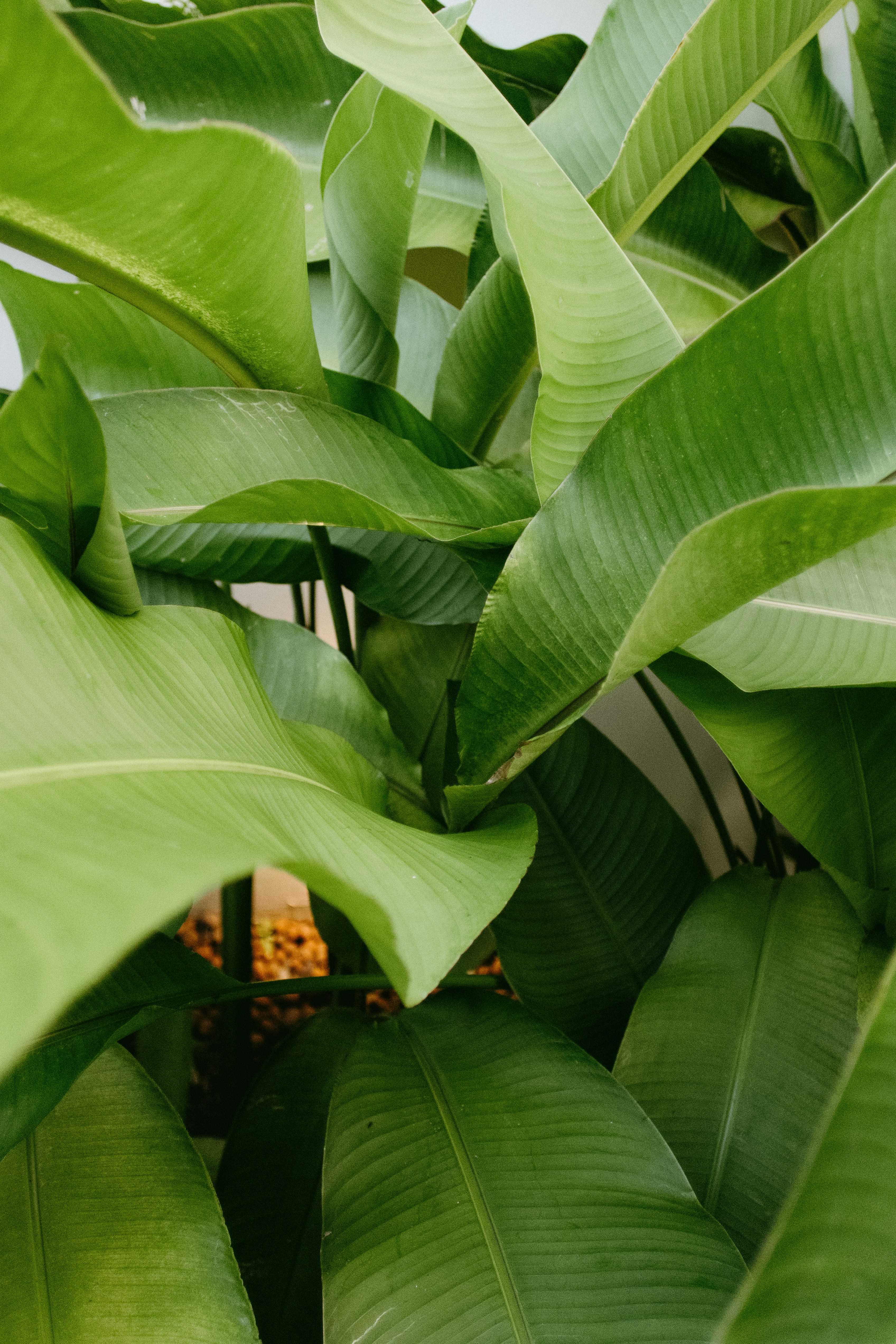 Emerald Leafscape: Broad Banana-like Leaves in Quiet Indoor Light
