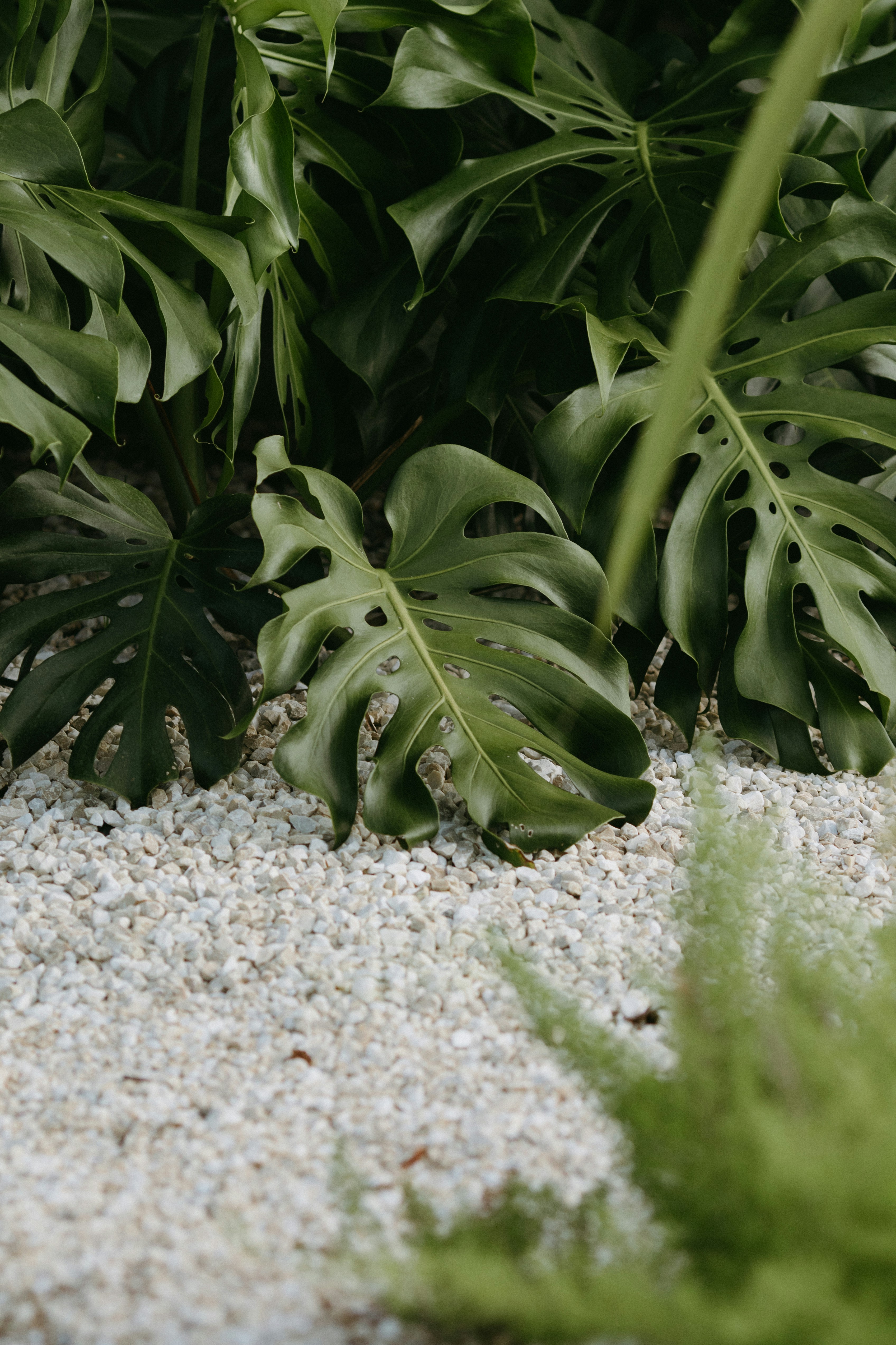 Monstera Fronds Over a Pebbled Ground