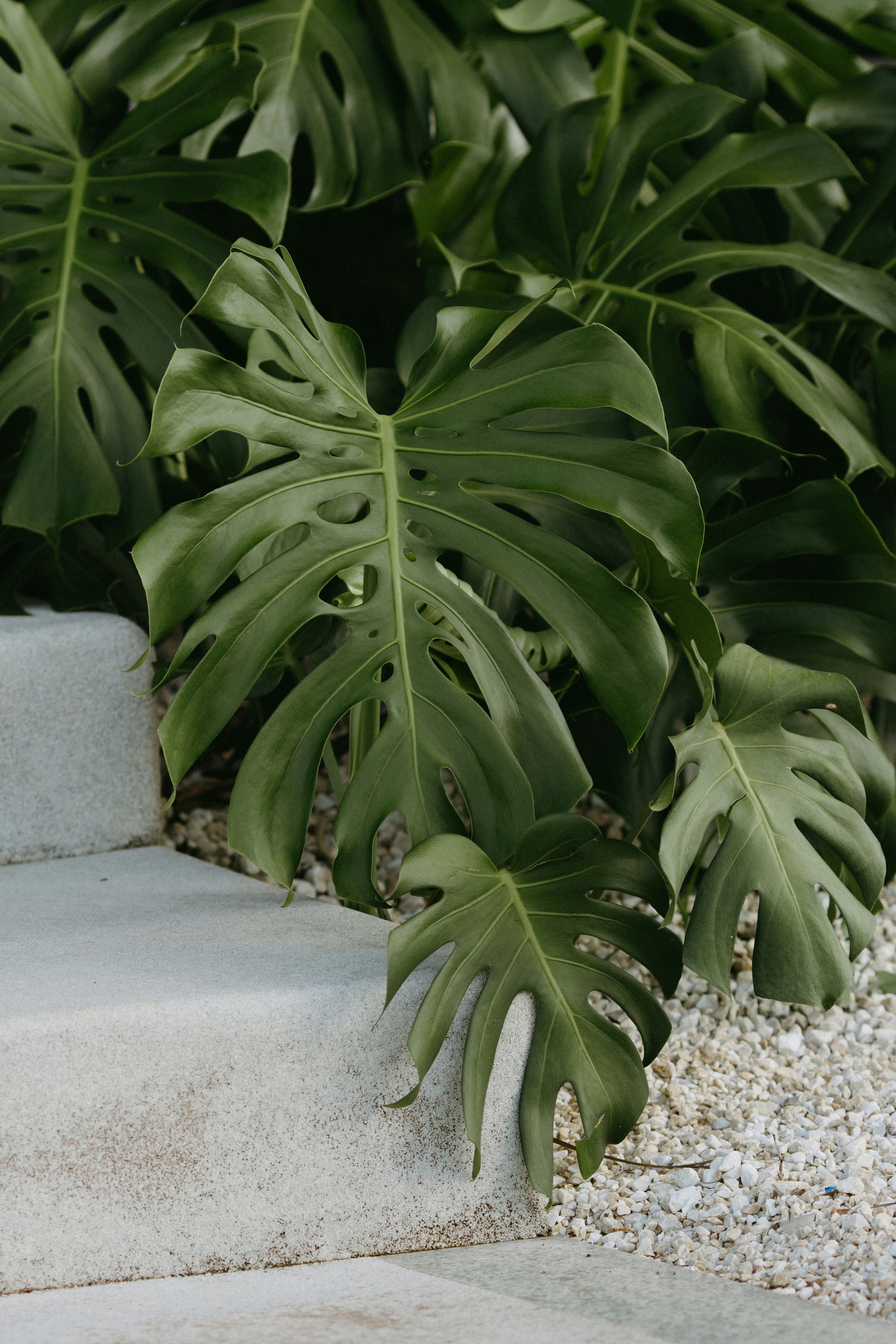 Monstera on Stone Steps: Quiet Green Geometry