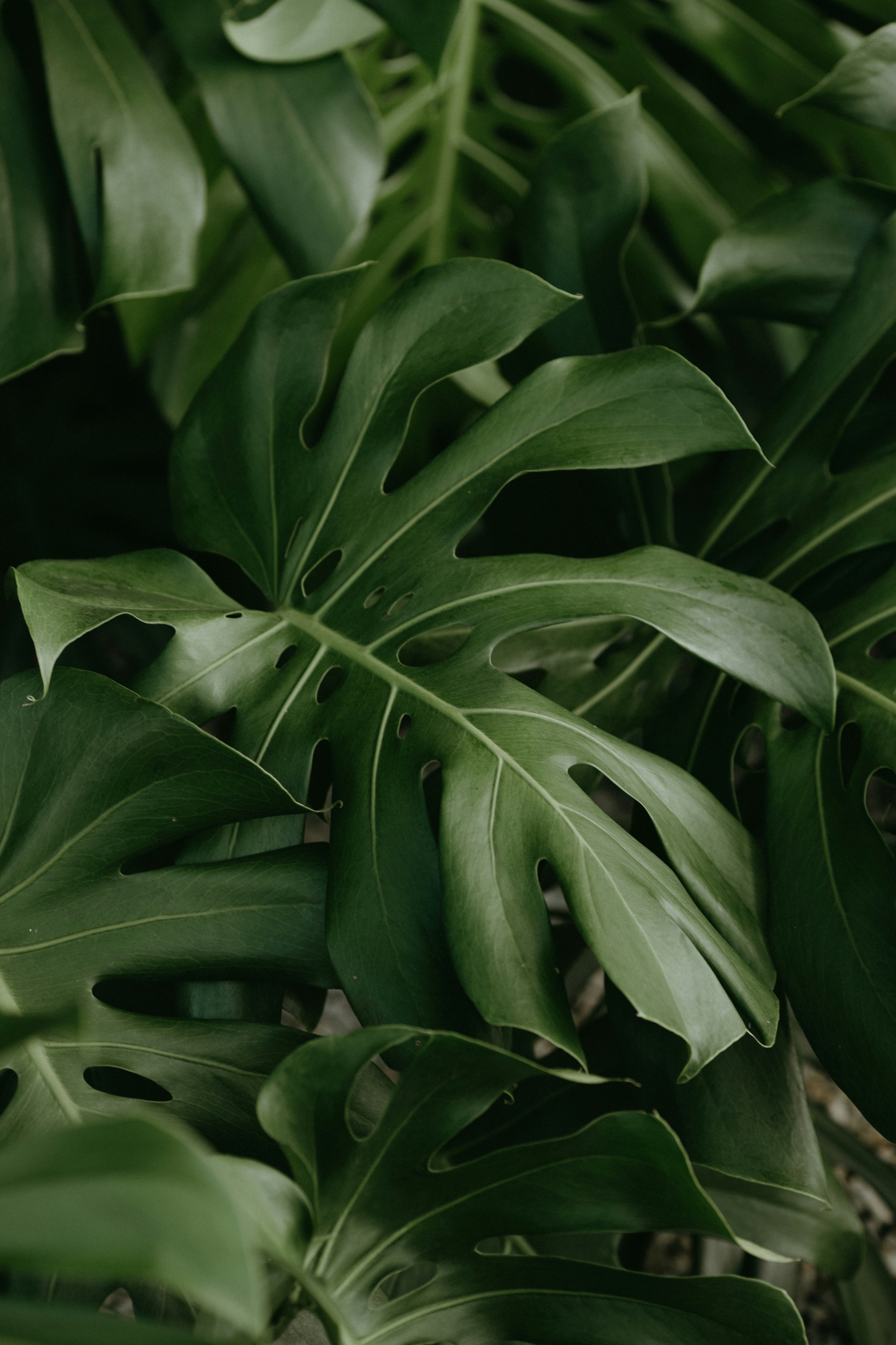 Monstera Leaves in Quiet Green Shade