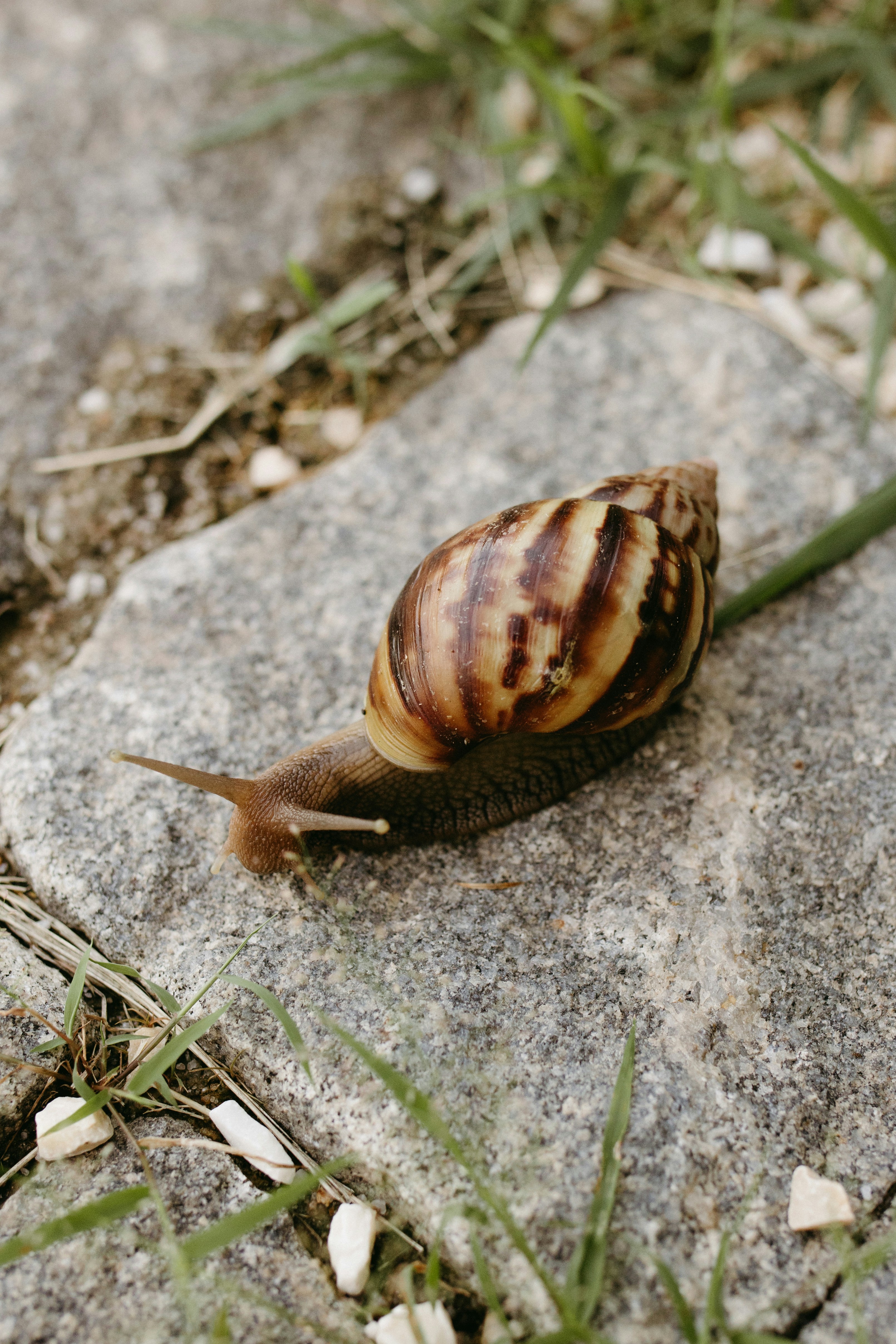 Striped snail on sunlit stone: a quiet moment on grit and grass